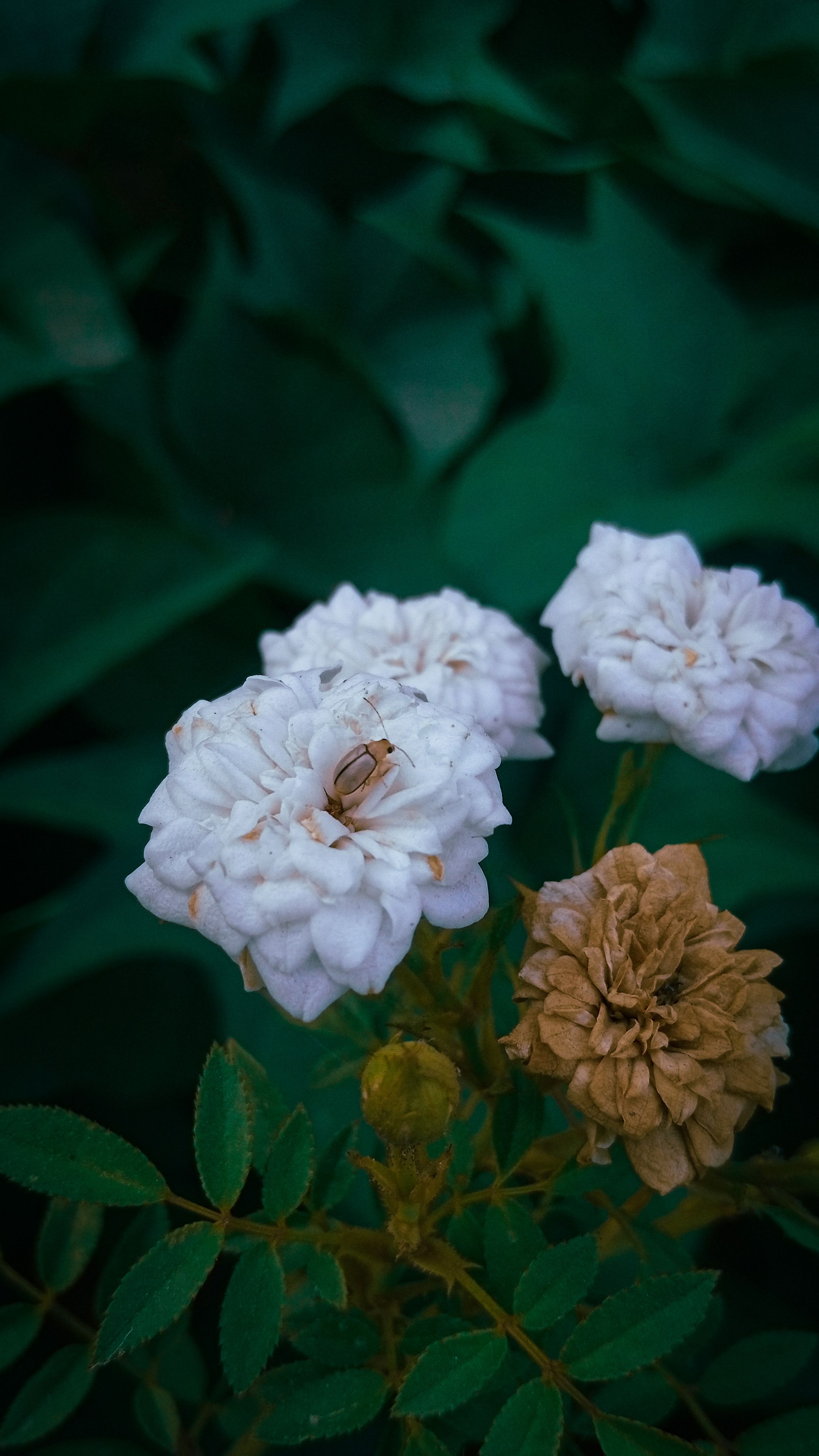 Close-up of Bright Roses Growing in a Garden · Free Stock Photo