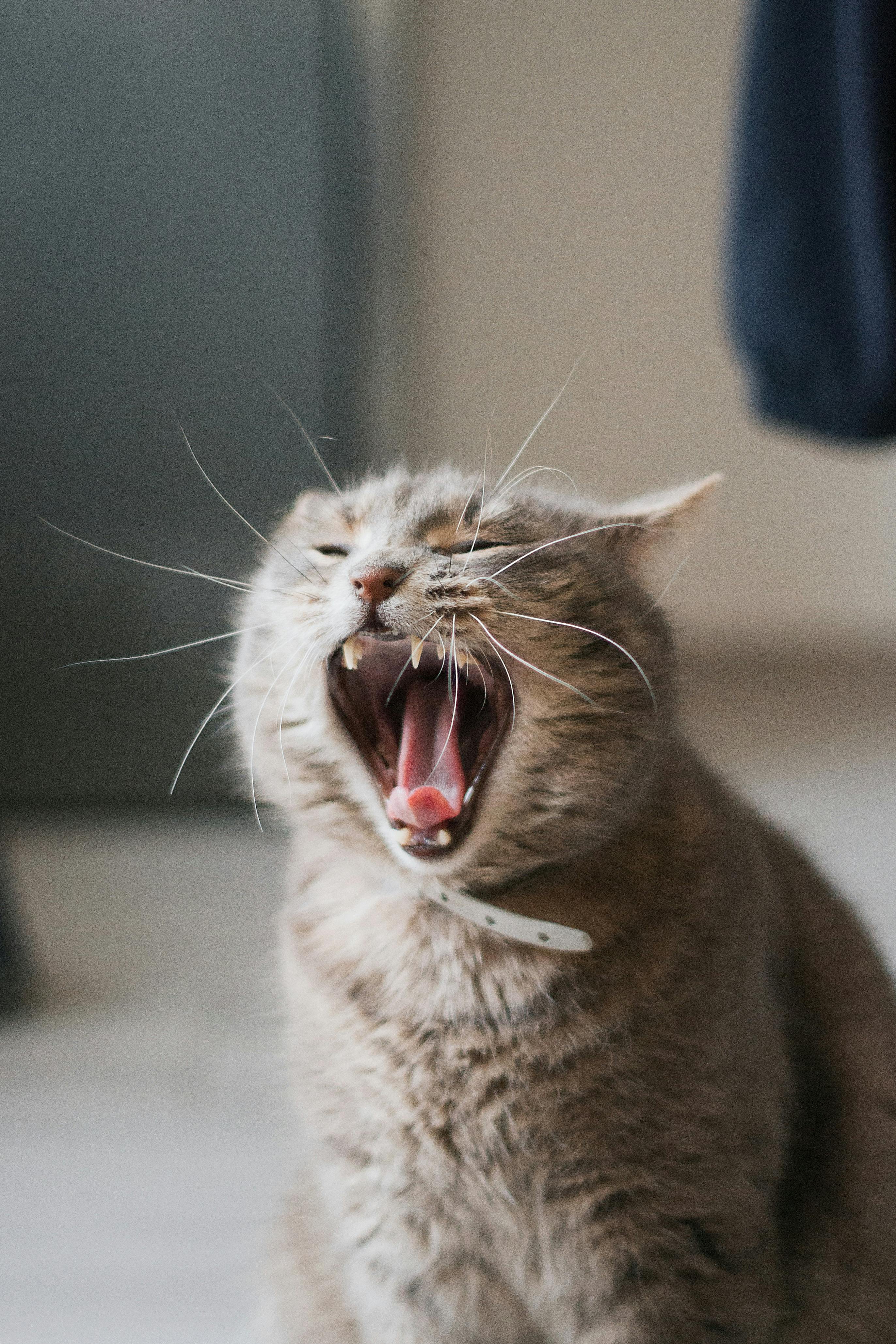Photo of a Yawning Cat · Free Stock Photo