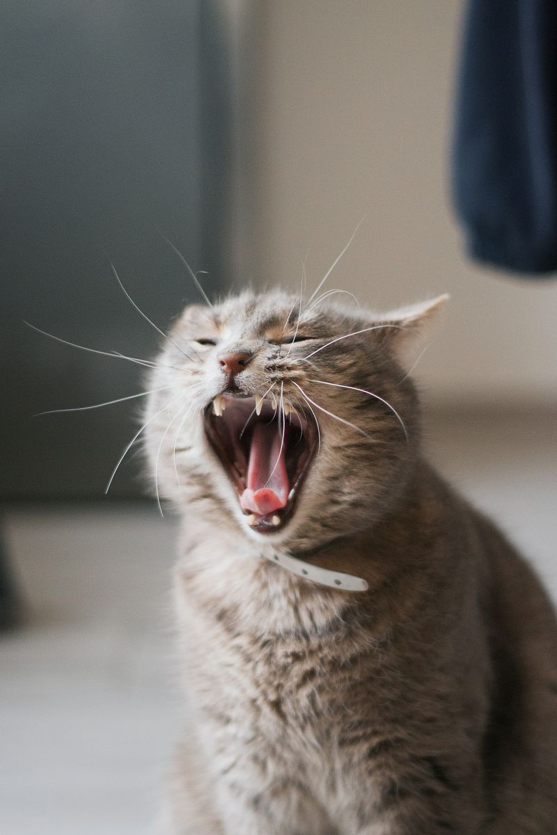 Silly Cat Photos, Download The BEST Free Silly Cat Stock Photos & HD Images