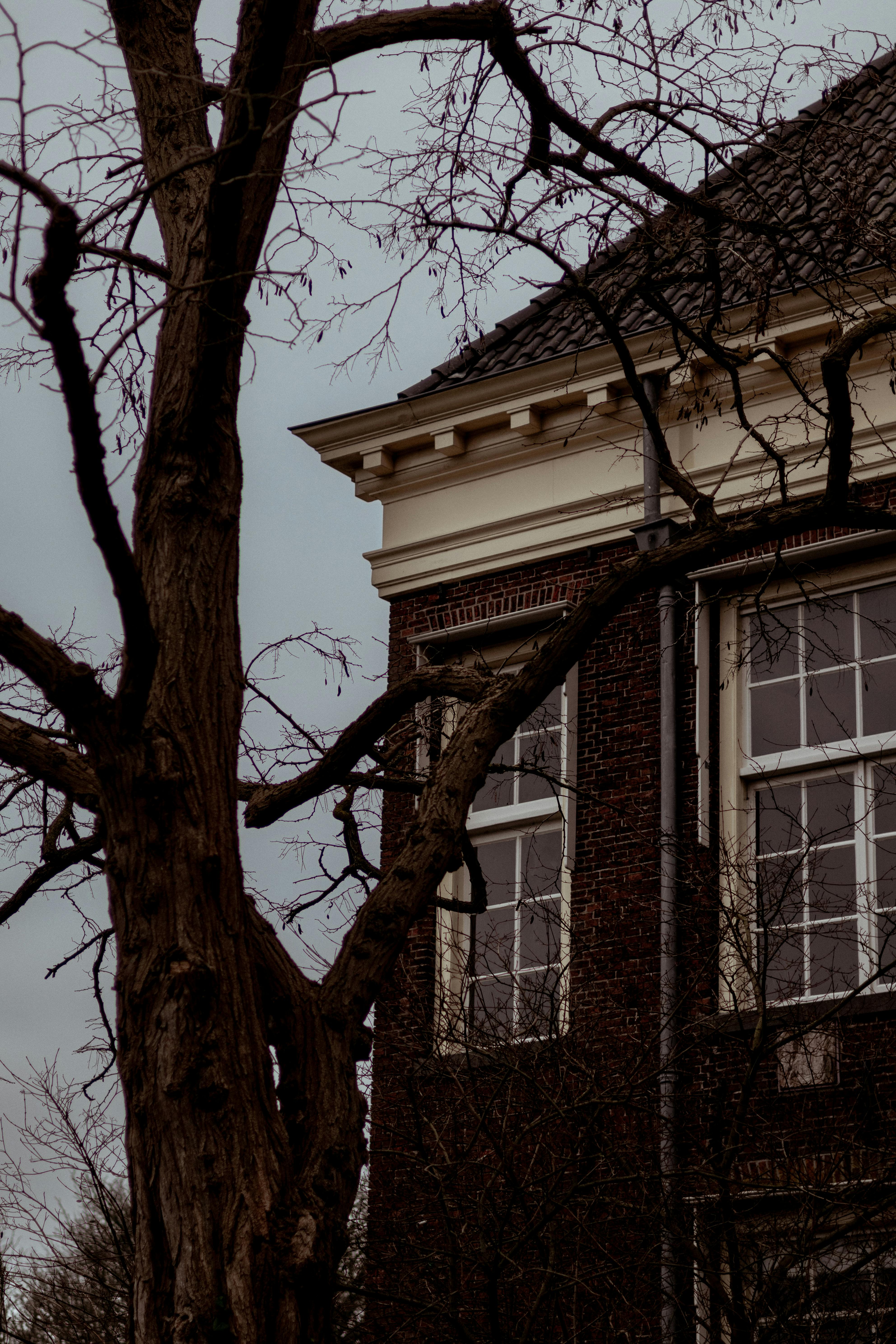 Tree near Building · Free Stock Photo