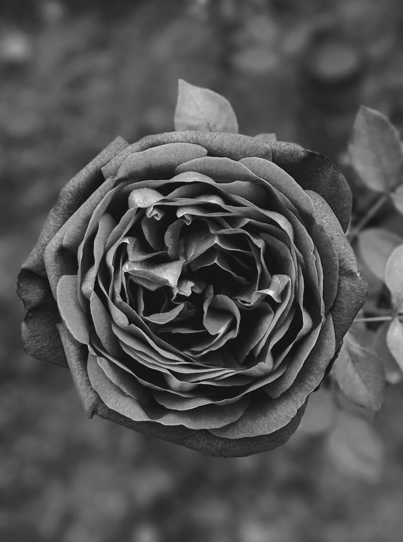 Greyscale Rose Photos, Download The BEST Free Greyscale Rose Stock ...