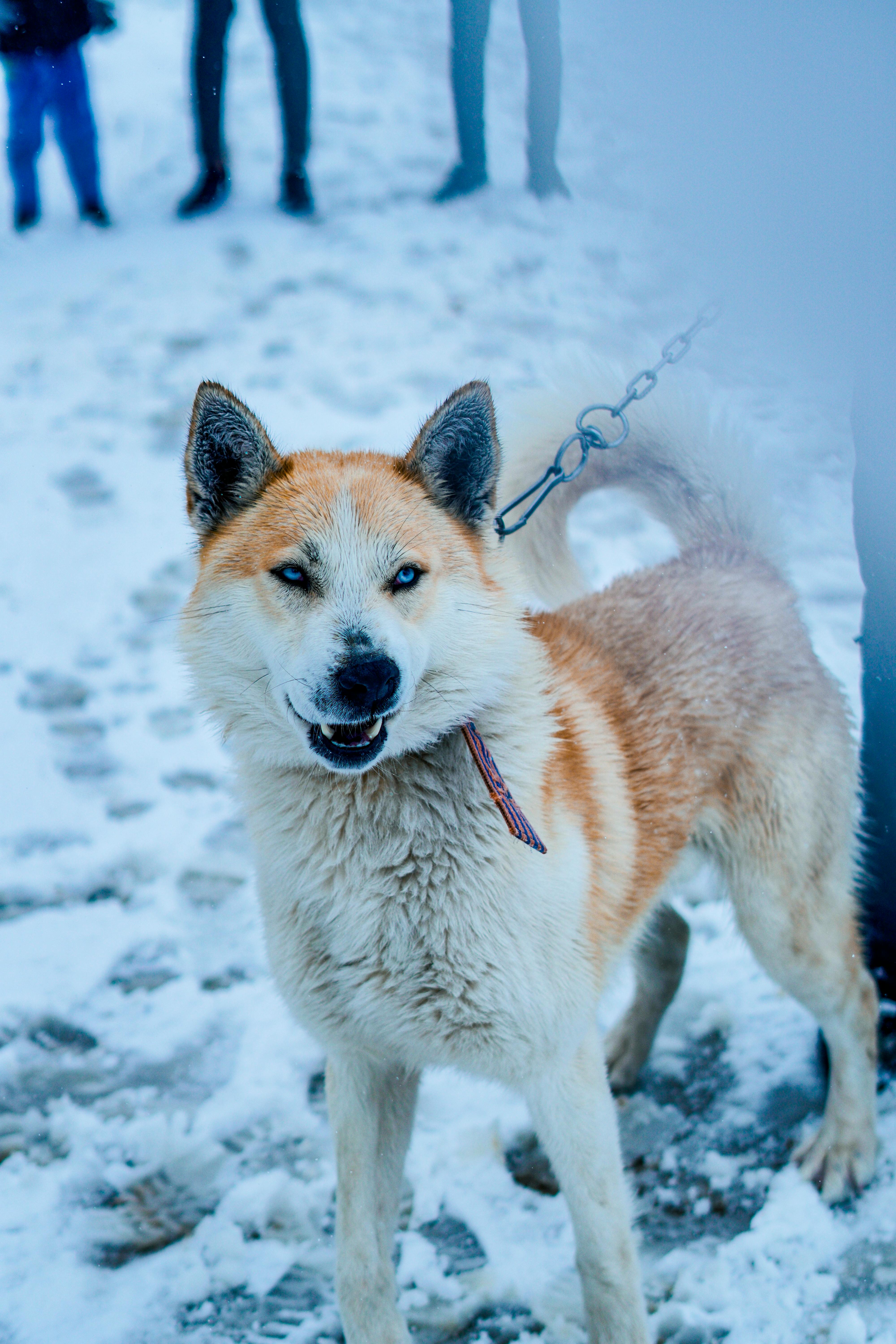 Eskimo Dog on Leash in Snow · Free Stock Photo