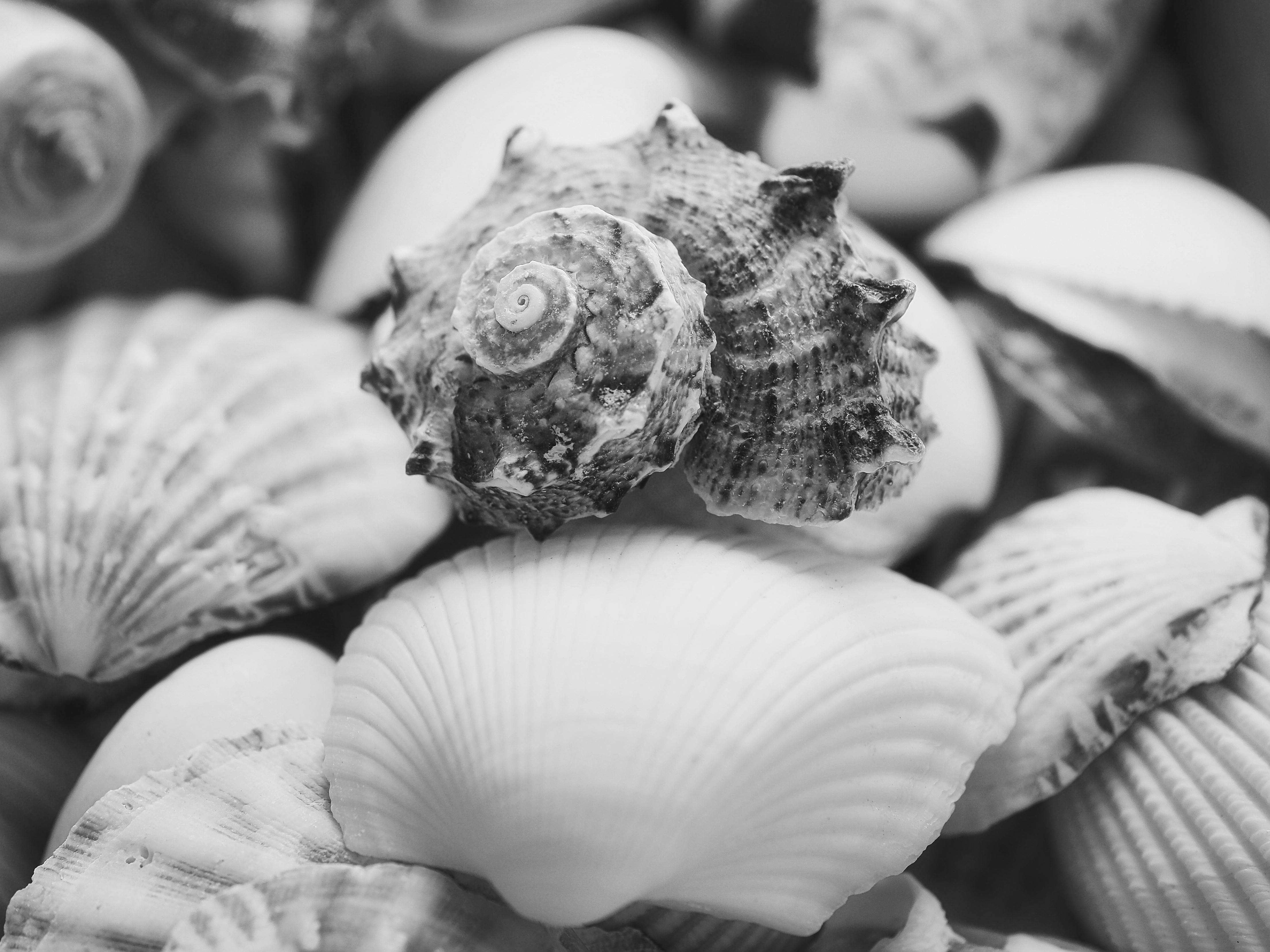 Black and White Shells · Free Stock Photo