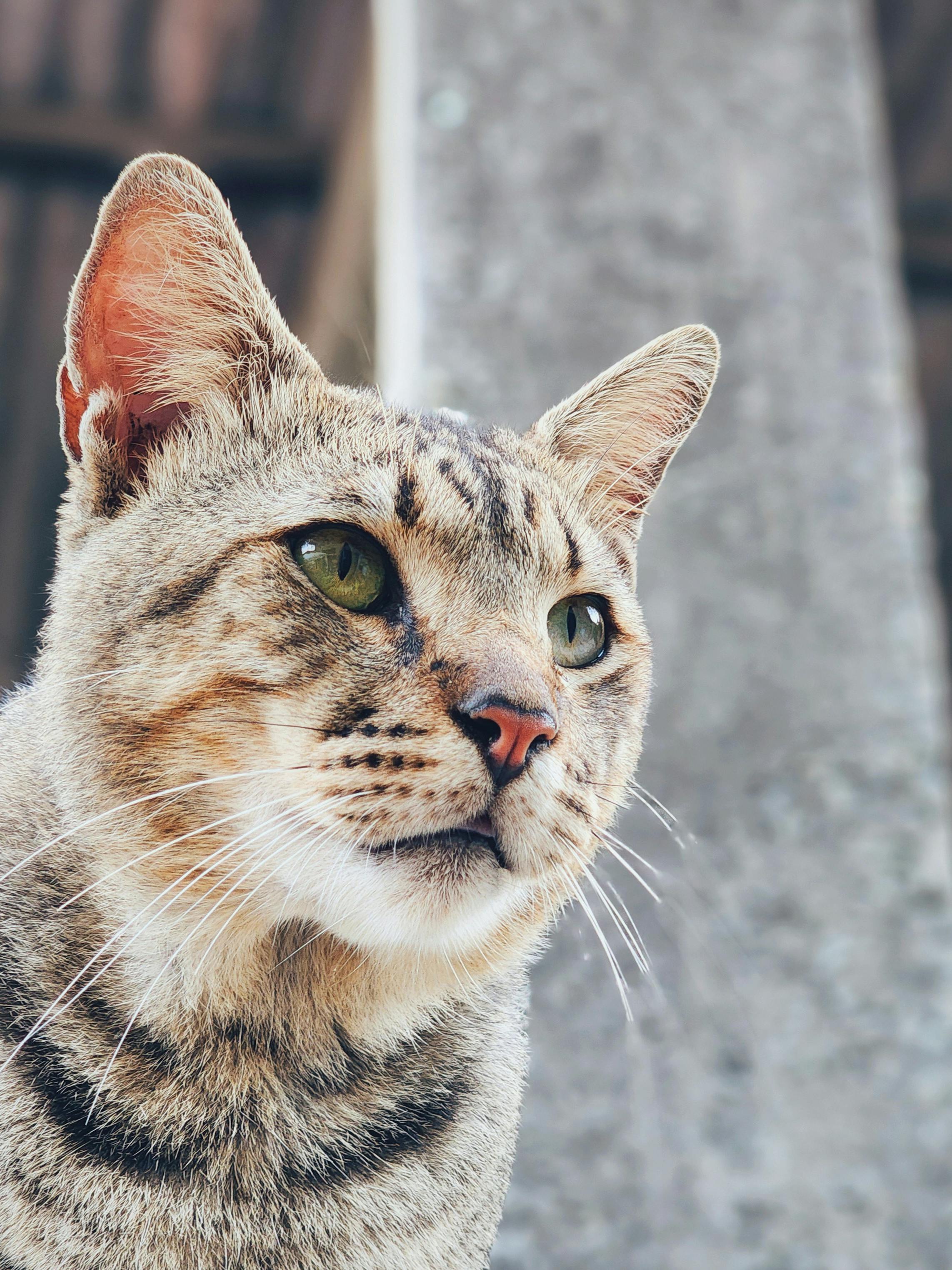 Close View of a Cat's Face · Free Stock Photo