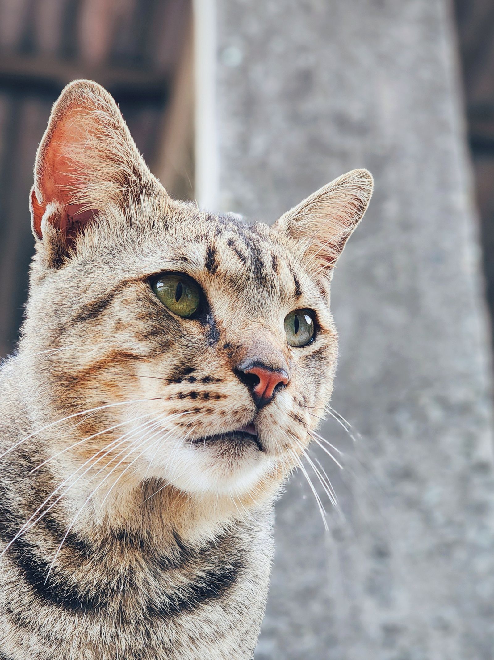 Cool Cat Photos, Download The BEST Free Cool Cat Stock Photos & HD Images