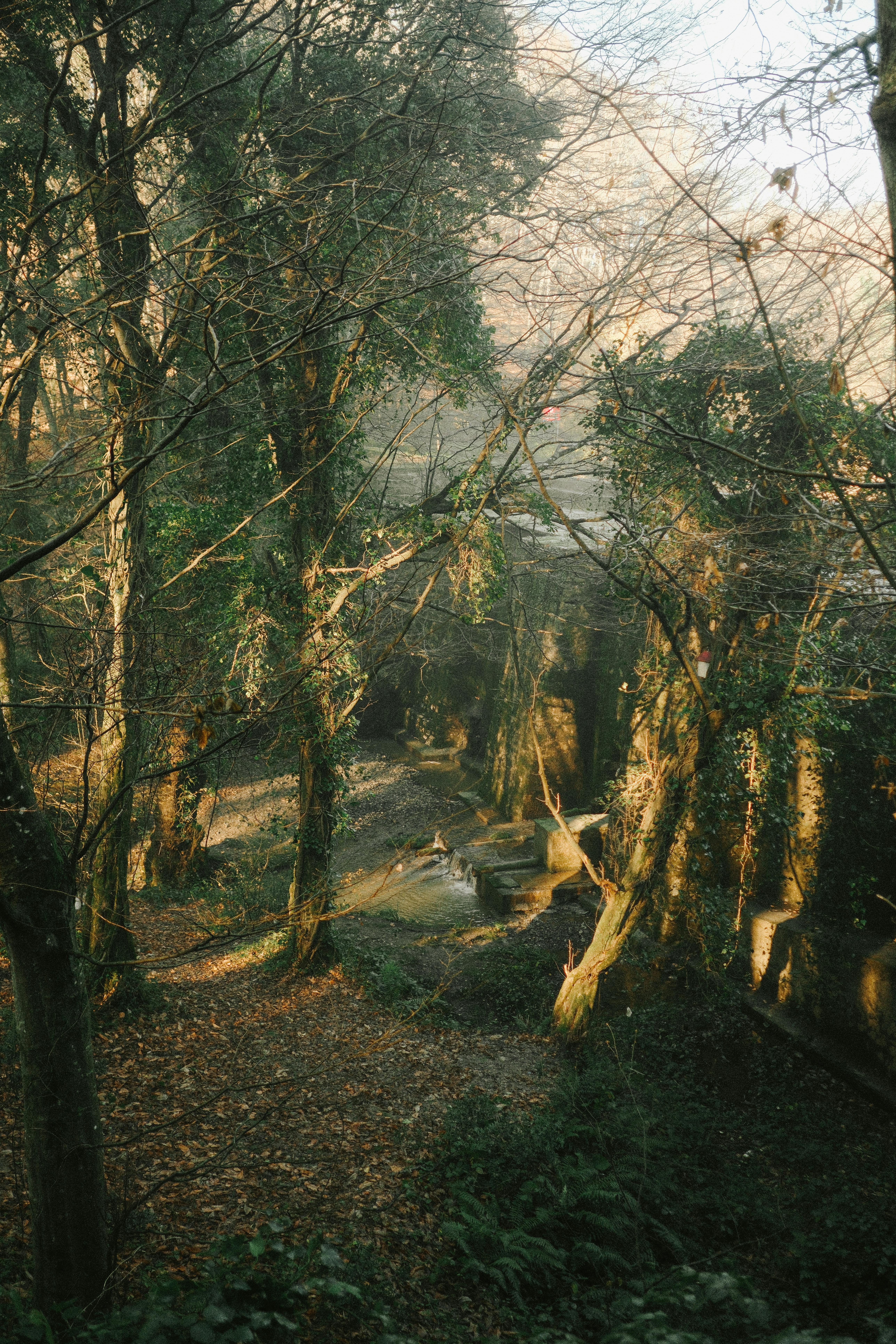 High Angle View of a Forest · Free Stock Photo