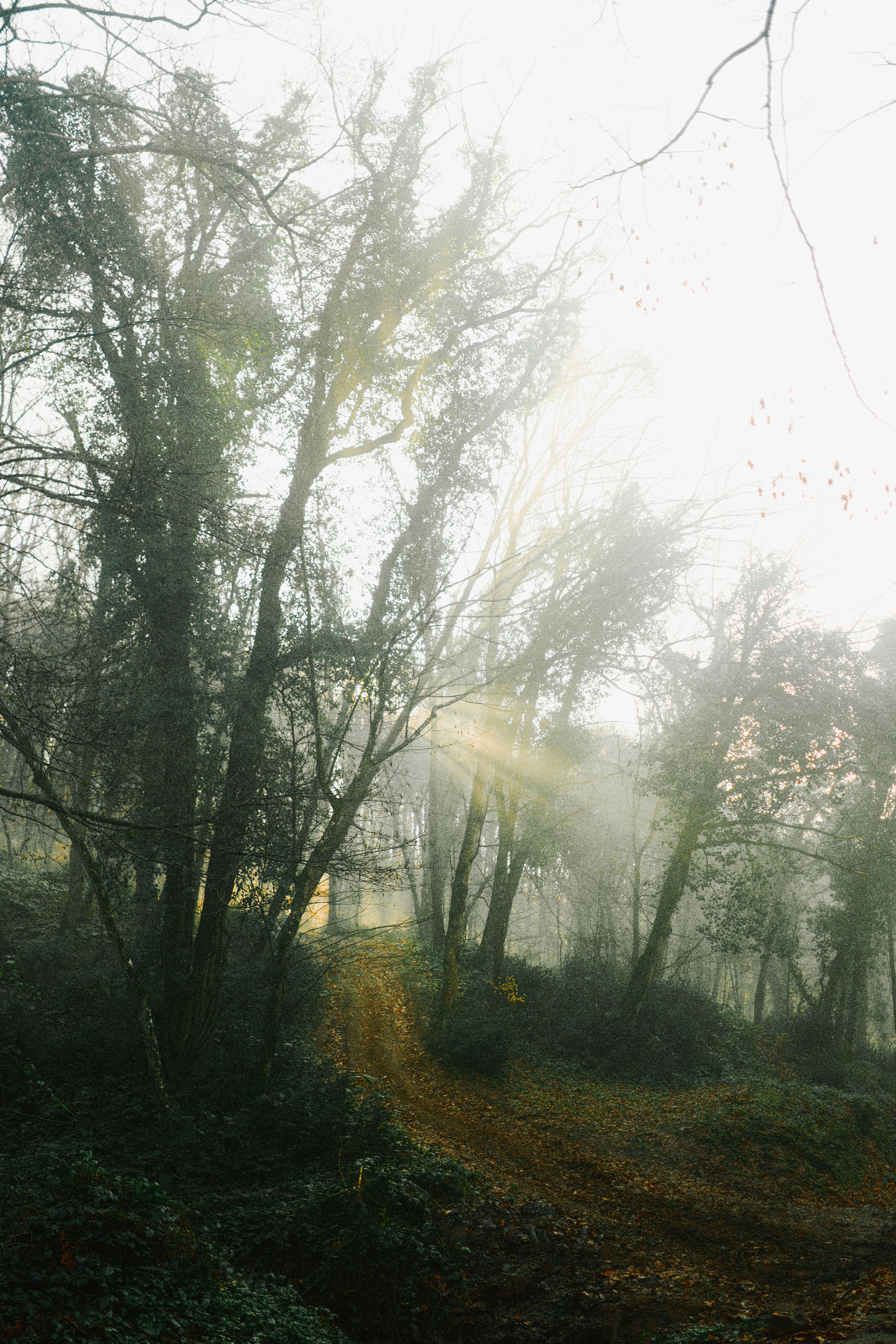 Photo Of Forest During Dawn · Free Stock Photo