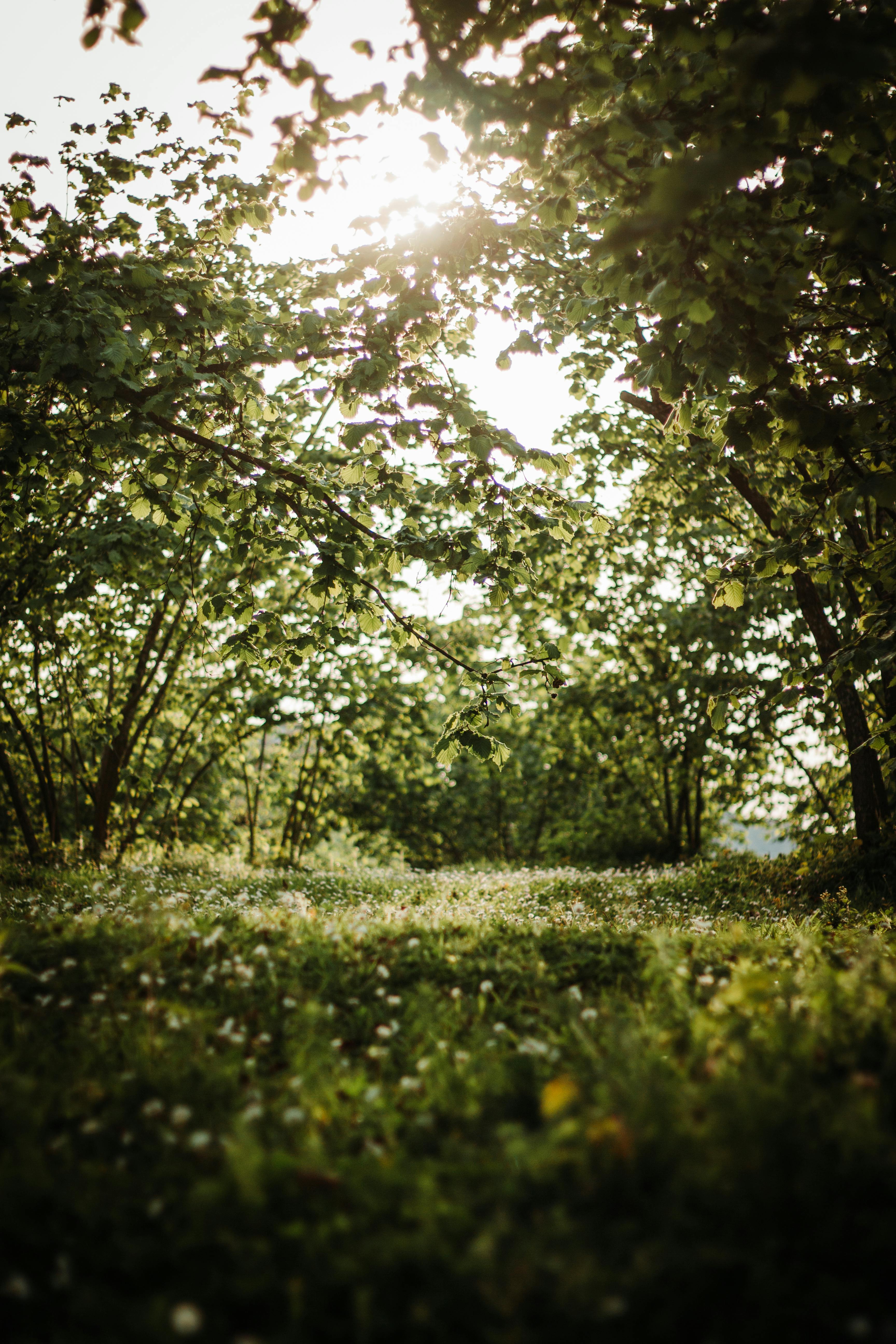 Shadows of Tree on Road · Free Stock Photo