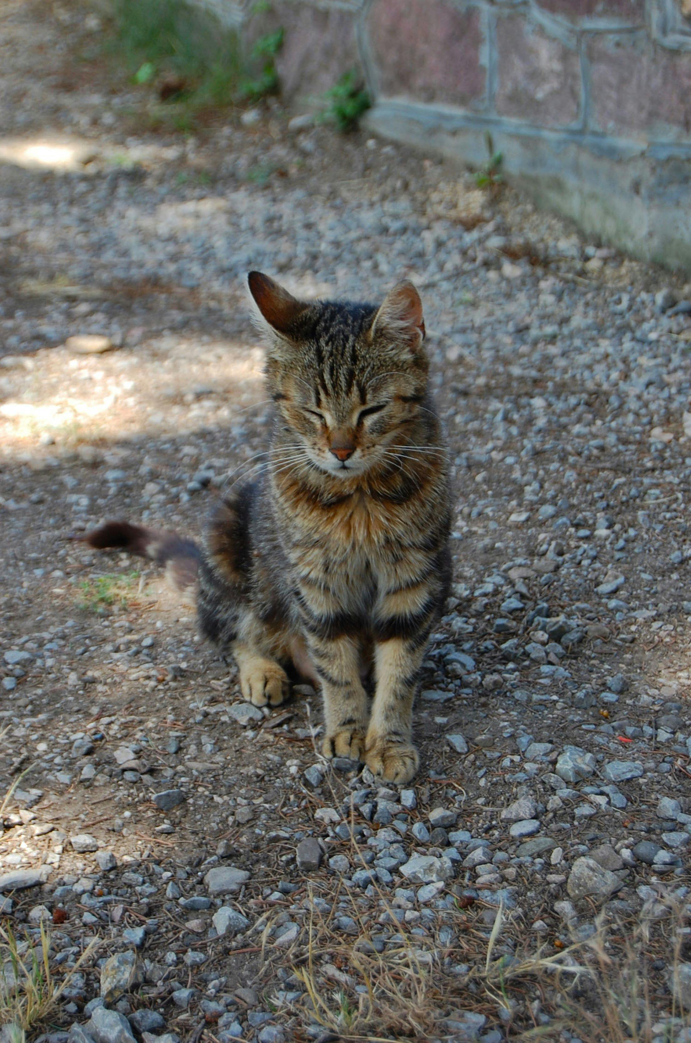Tabby Cat Sitting on Ground · Free Stock Photo
