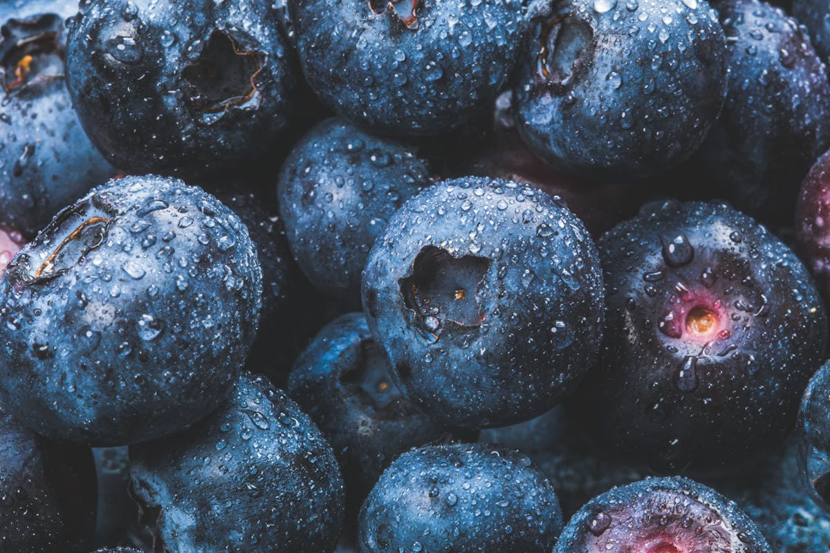 Blueberries Photos, Download The BEST Free Blueberries Stock Photos ...