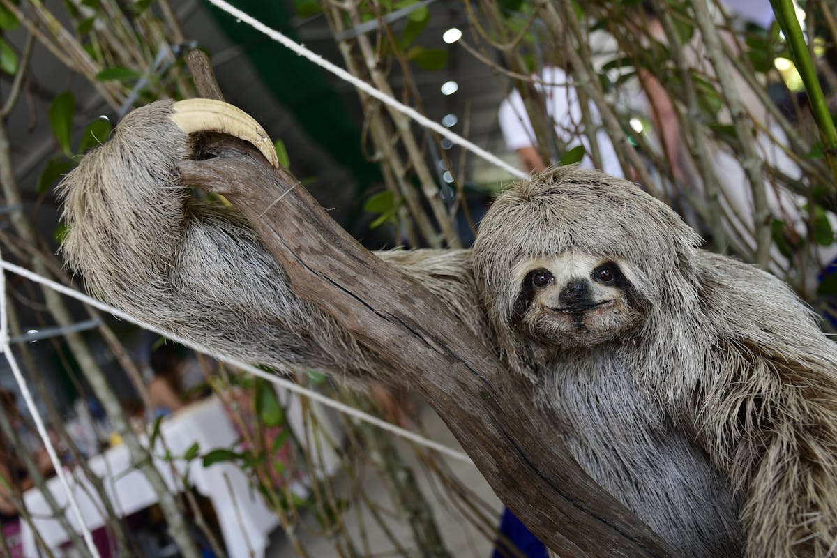 Sloth Photos, Download The BEST Free Sloth Stock Photos & HD Images