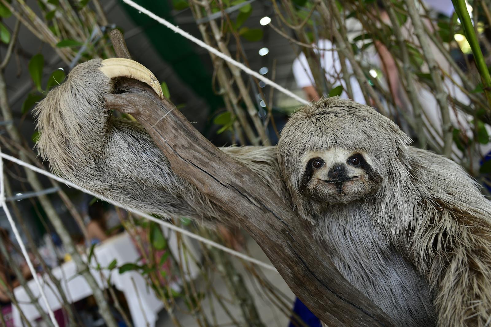 Sloth Photos, Download The BEST Free Sloth Stock Photos & HD Images