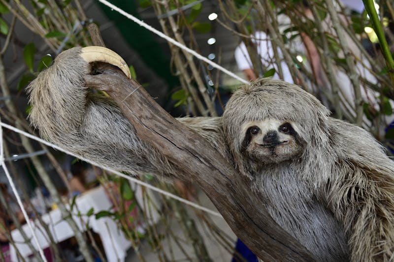 Sloth Photos, Download The BEST Free Sloth Stock Photos & HD Images
