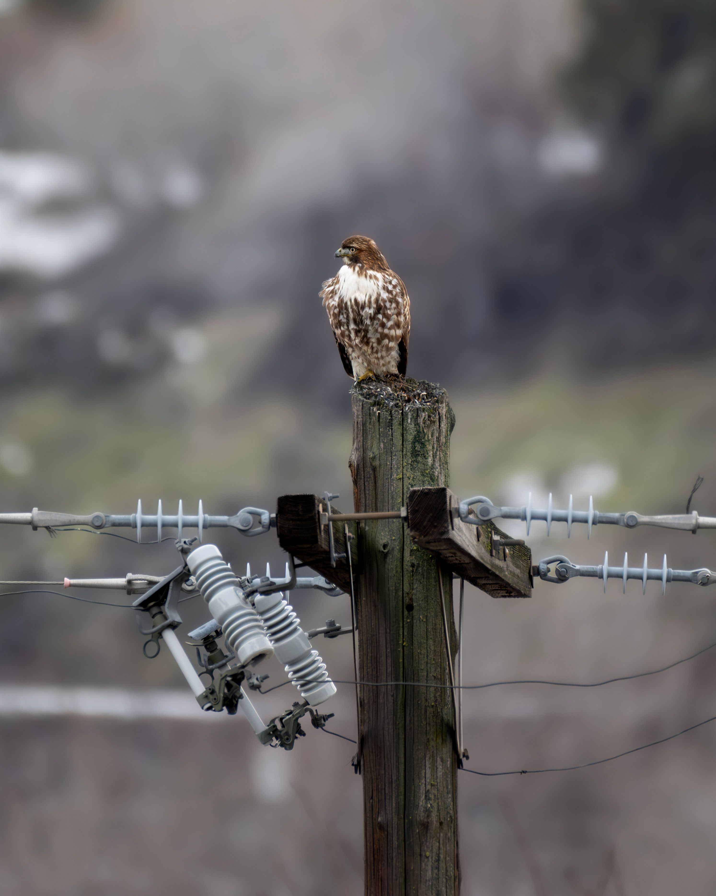 Small Red-tailed Hawk on Wooden Post · Free Stock Photo
