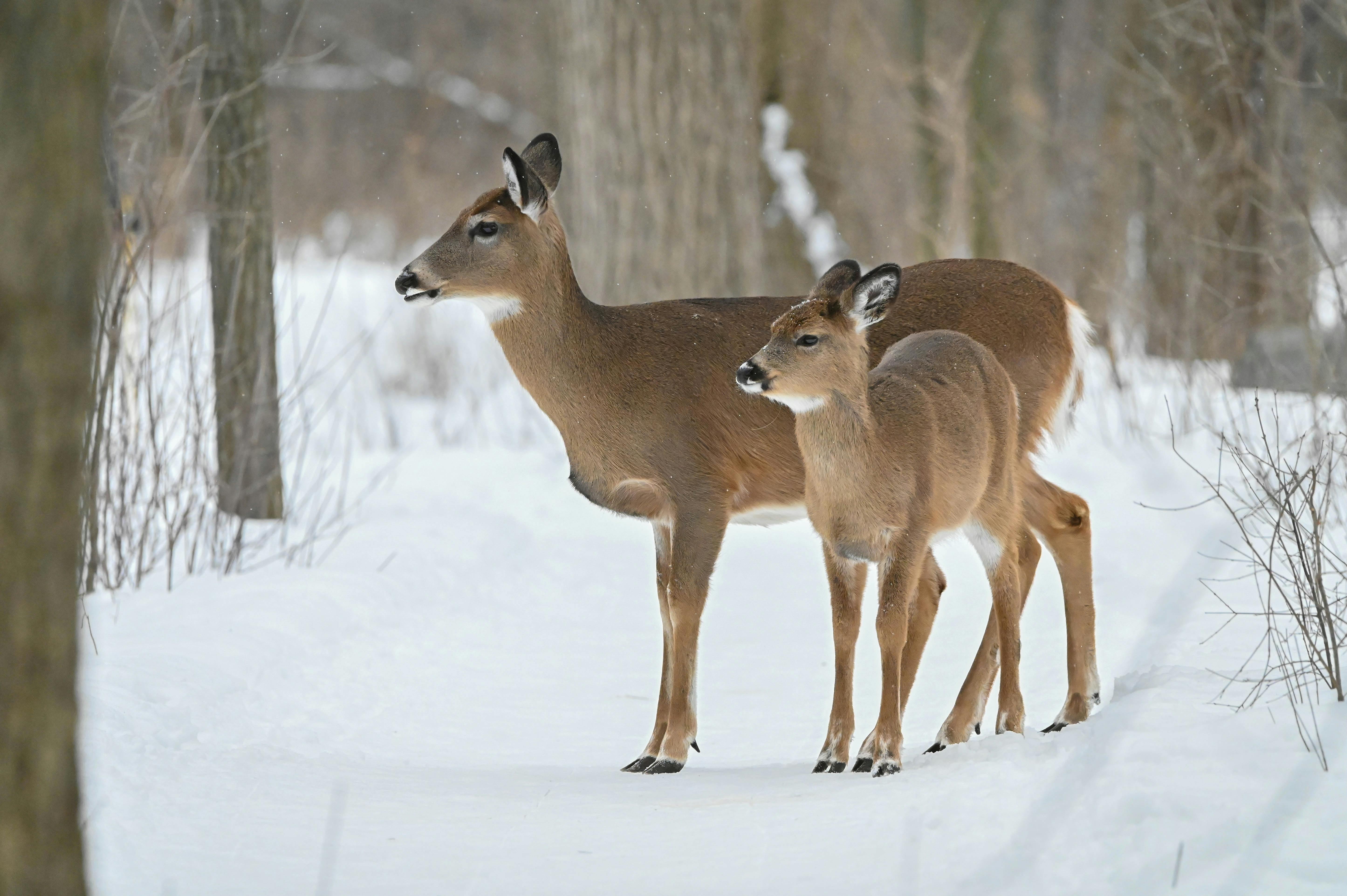 Scared Deer Photos, Download The BEST Free Scared Deer Stock Photos ...
