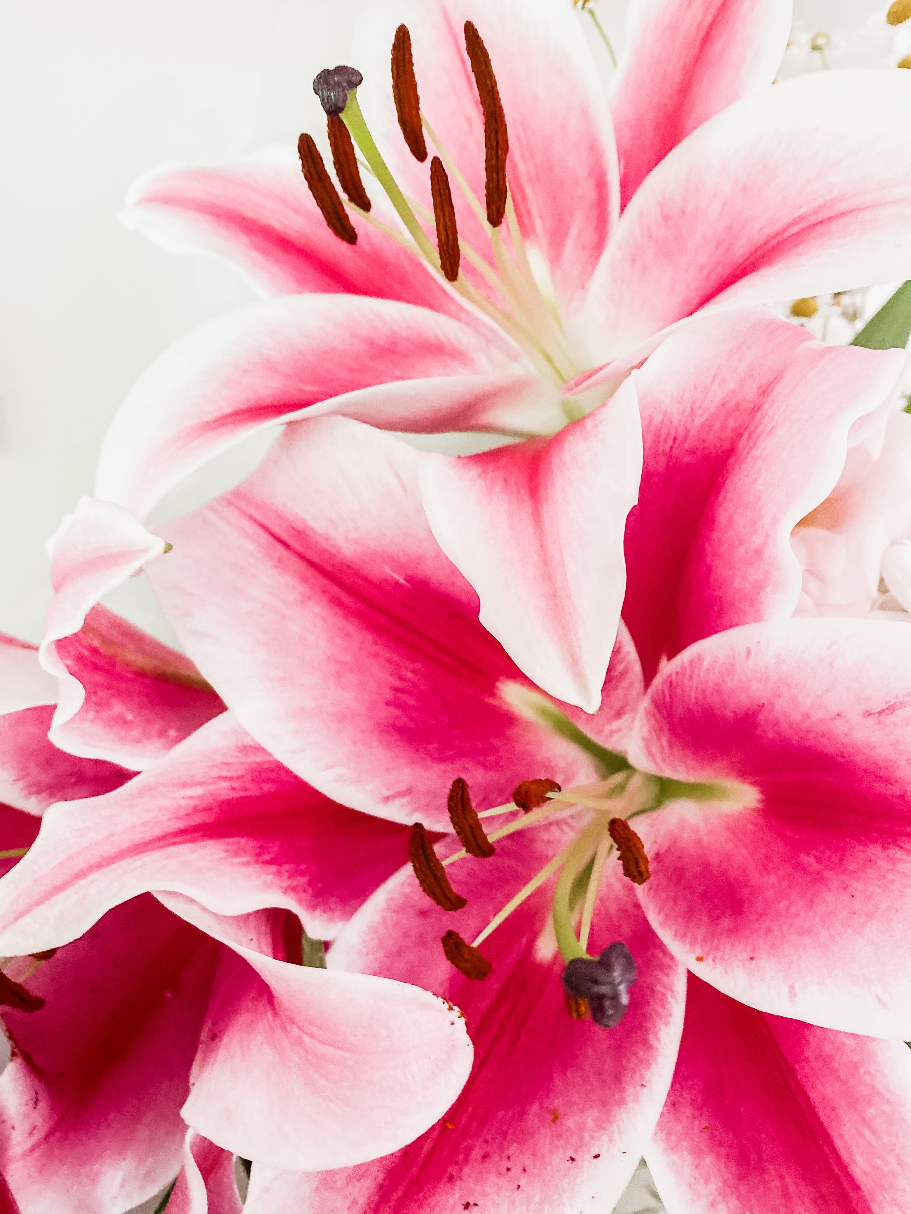 Vibrant Close-Up of Pink Lilies in Bloom · Free Stock Photo