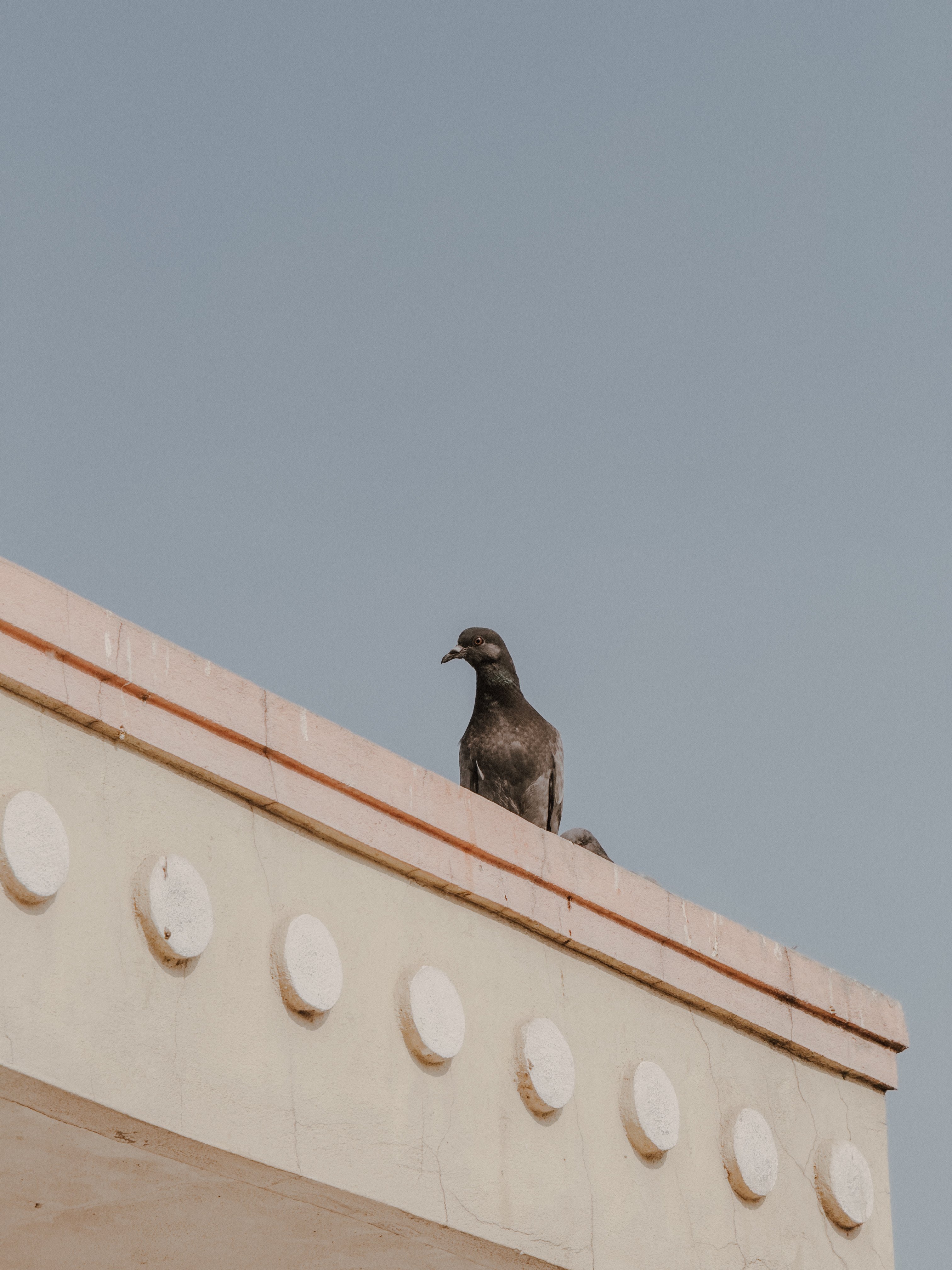Pigeon Perching on Rooftop · Free Stock Photo