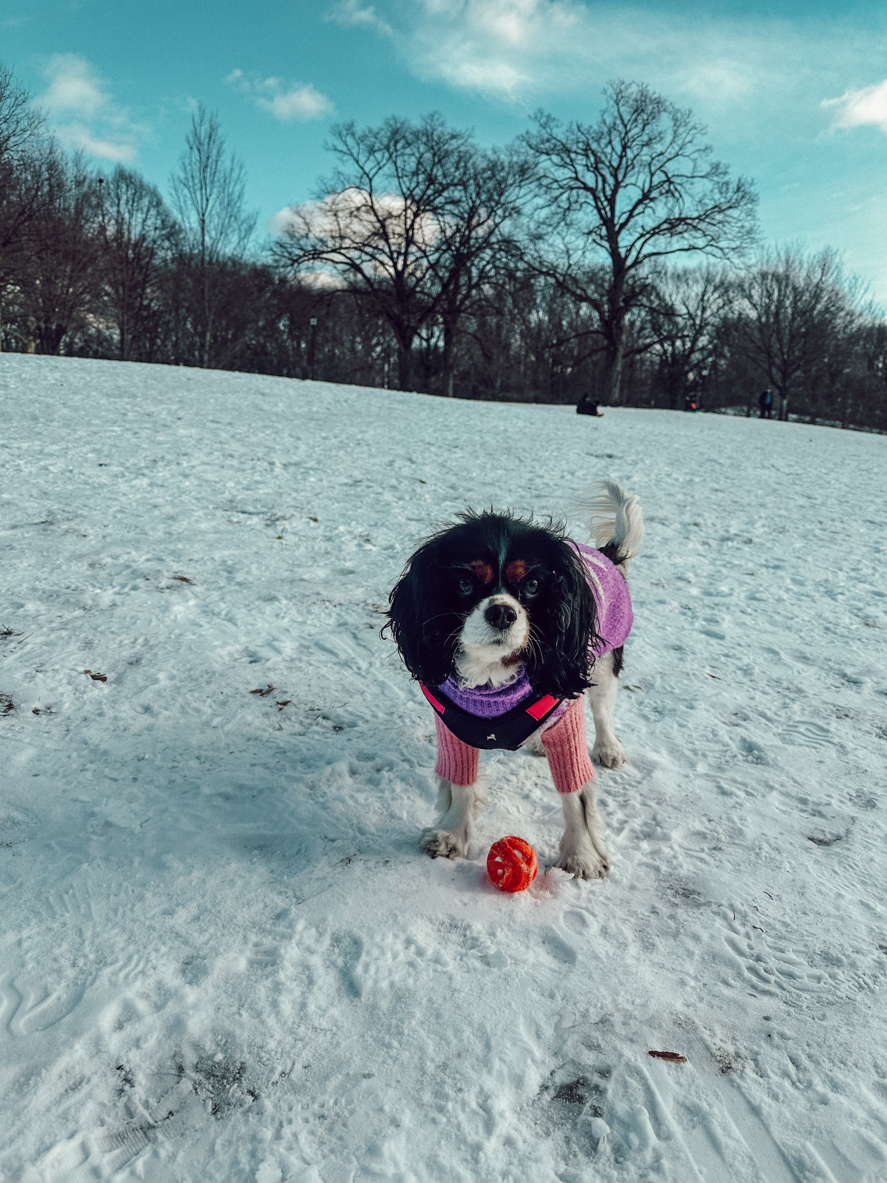 Small Dog in Snow · Free Stock Photo