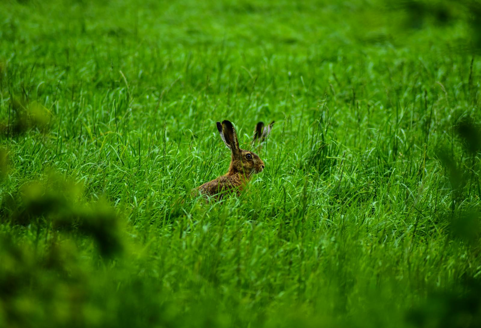 Green Hare Photos, Download The BEST Free Green Hare Stock Photos & HD ...