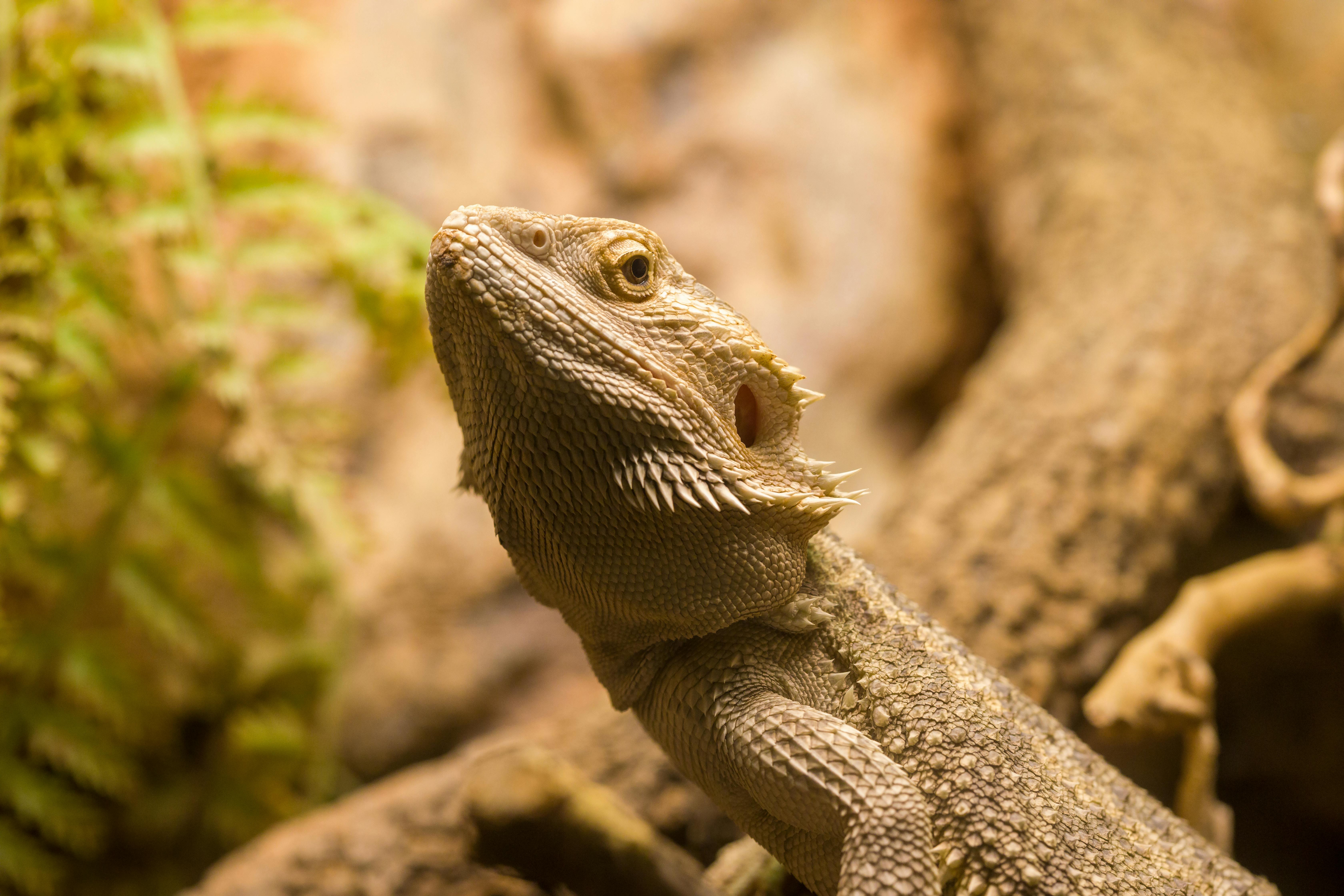 Brown and Beige Lizard on Stone · Free Stock Photo