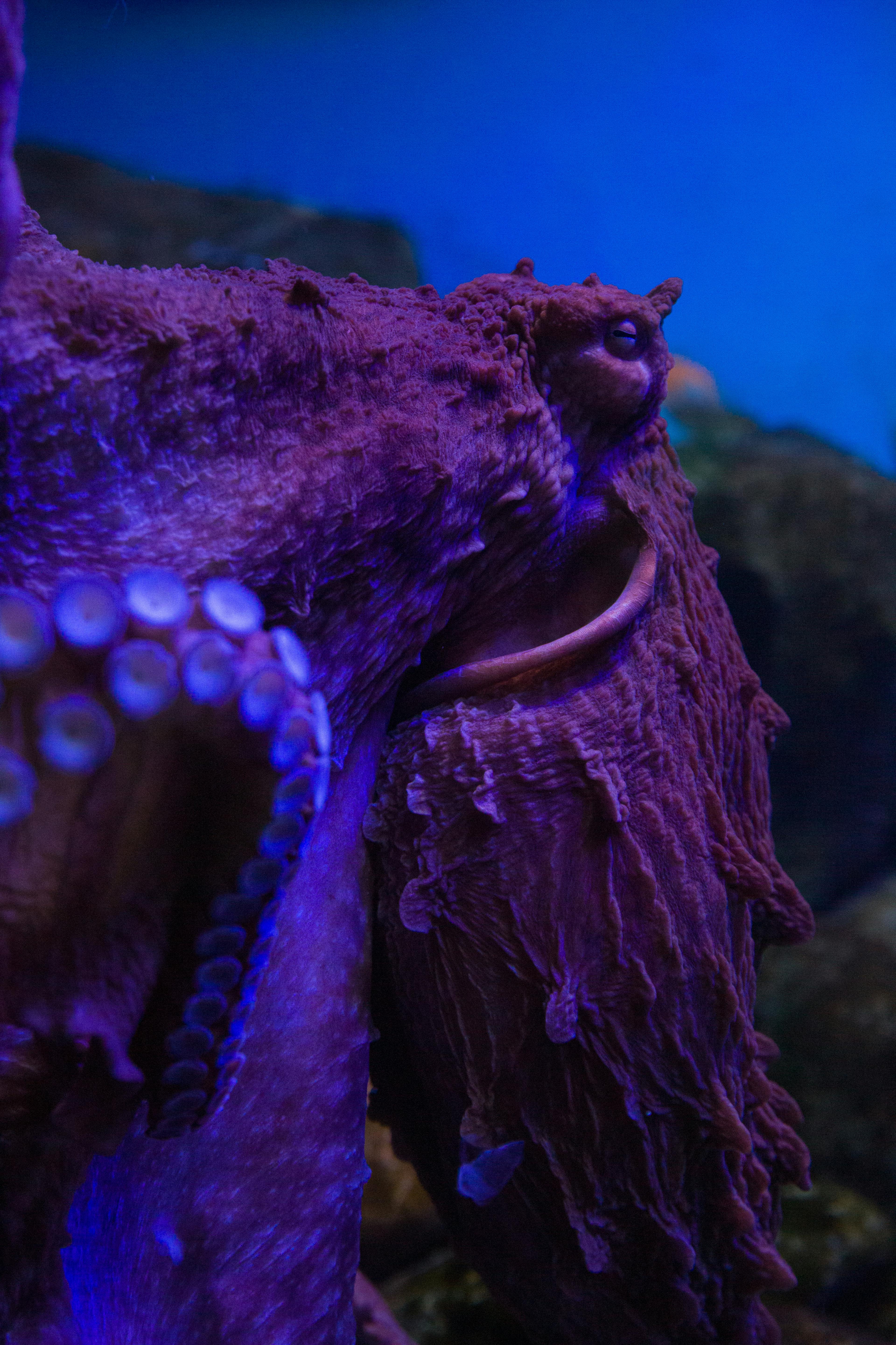 Close up of a Purple Octopus · Free Stock Photo