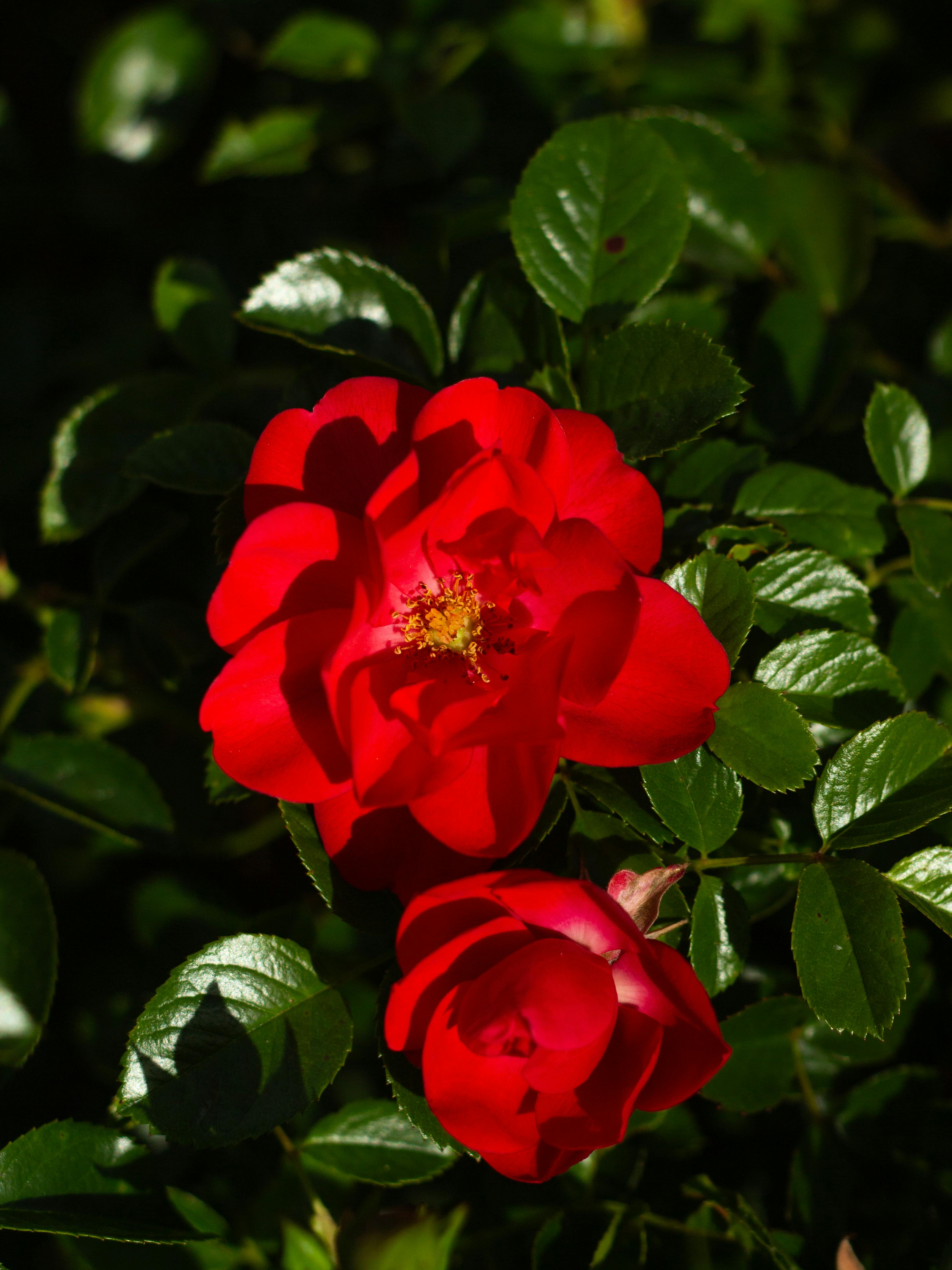 Three Red Roses Near Red Box · Free Stock Photo
