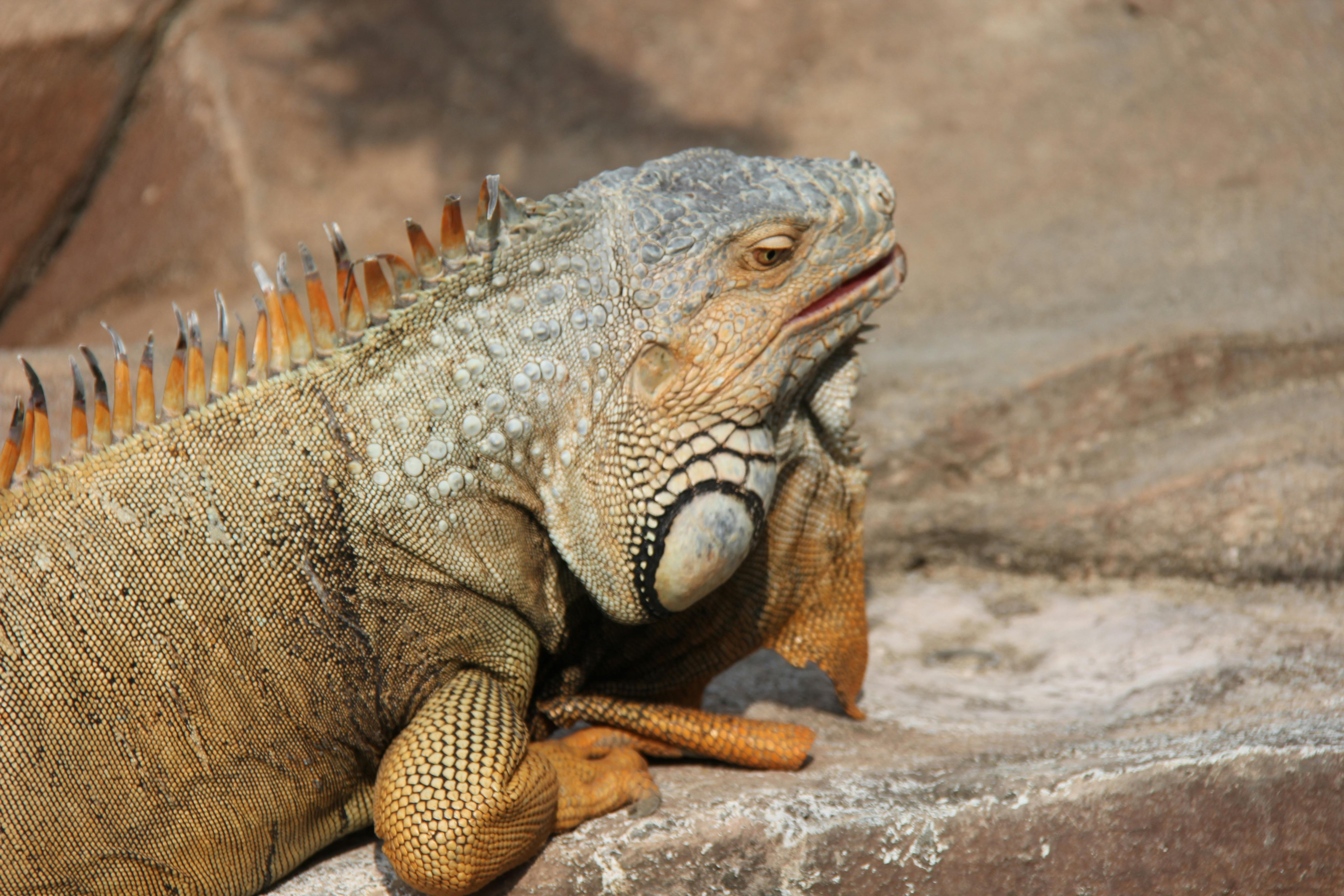 Arbore Copac Photos, Download The BEST Free Arbore Copac Stock Photos ...