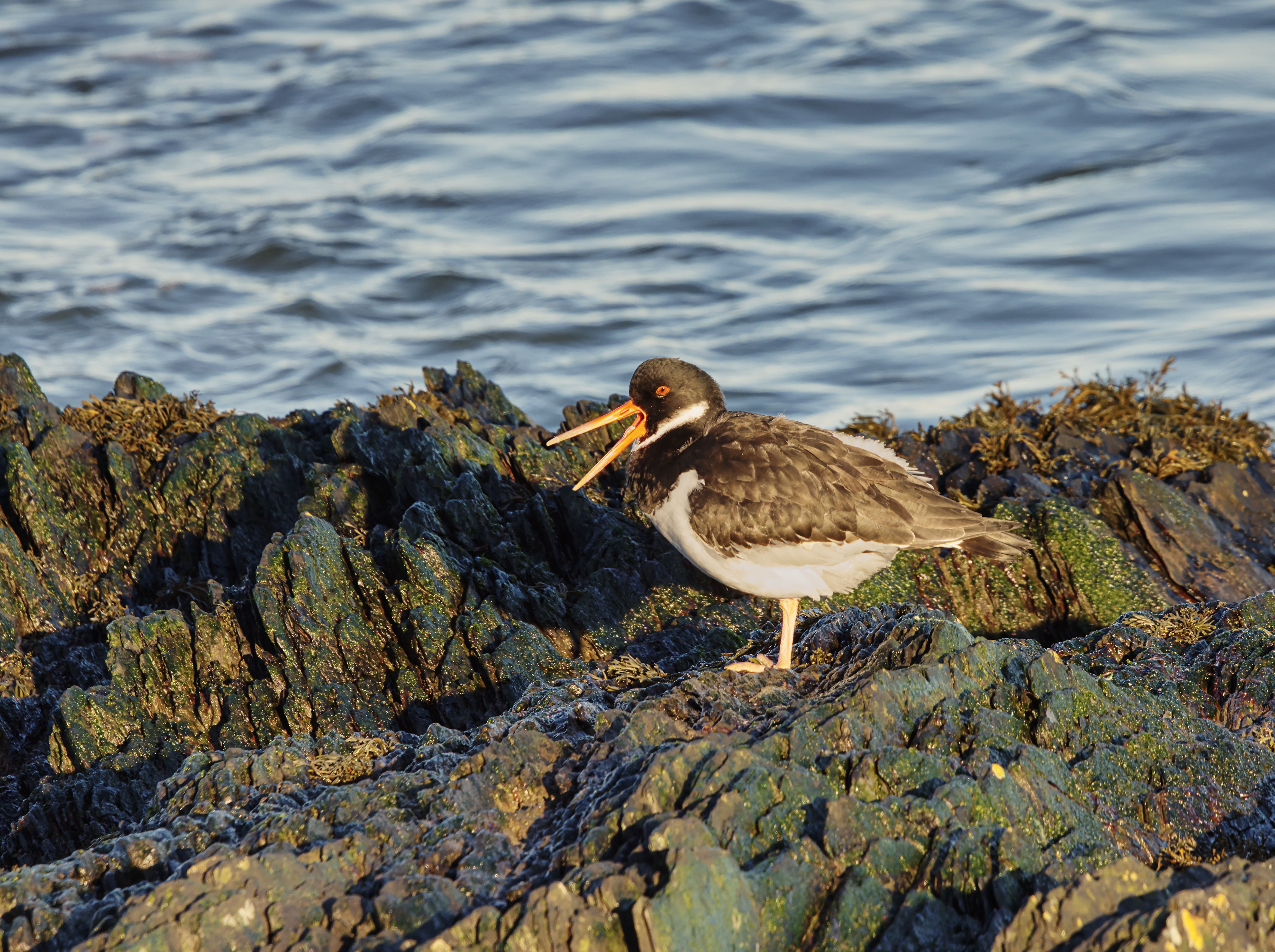 Oregon Bird Identification: A Comprehensive Field Guide
