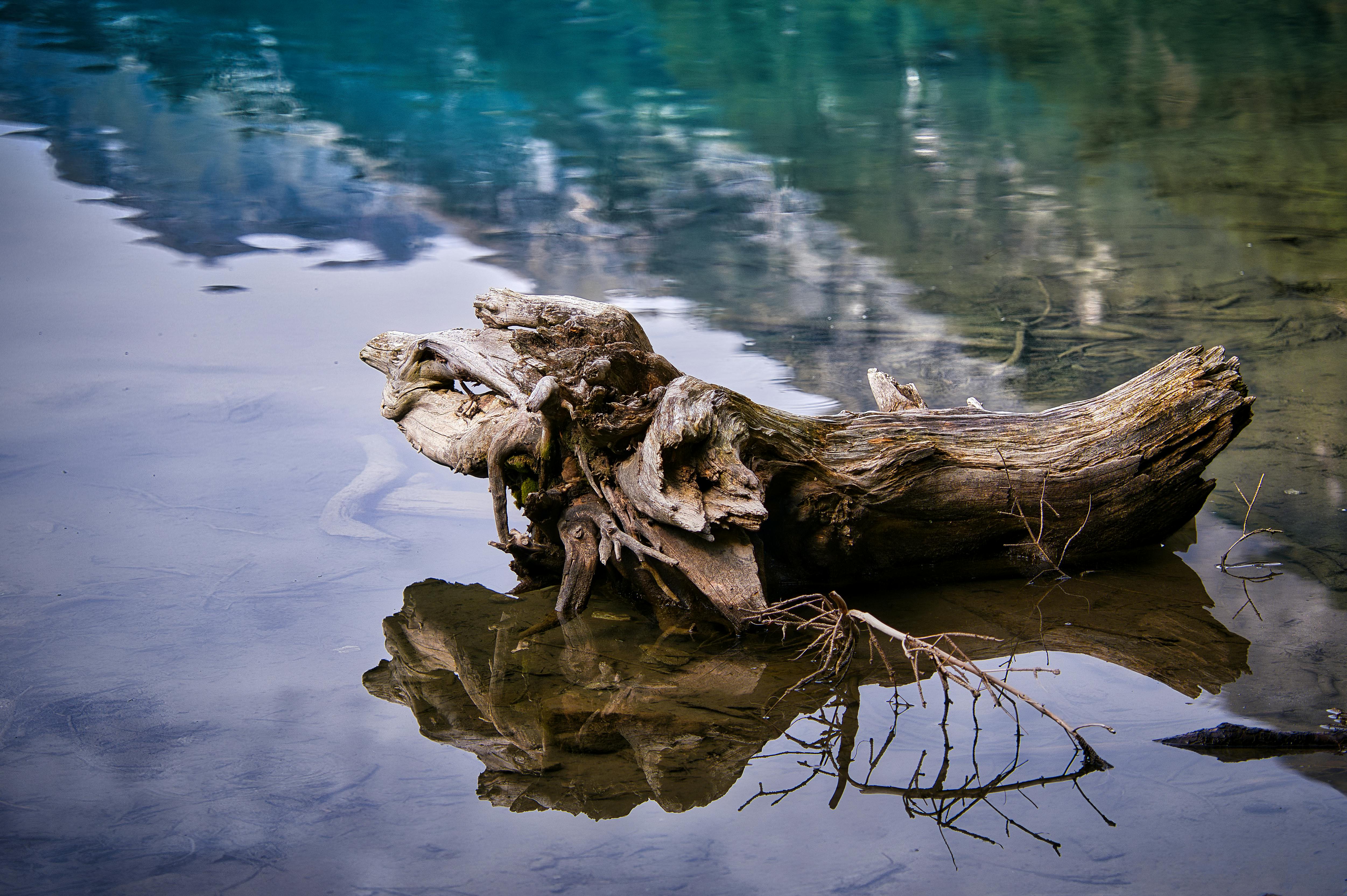 Tree Trunk in Water · Free Stock Photo
