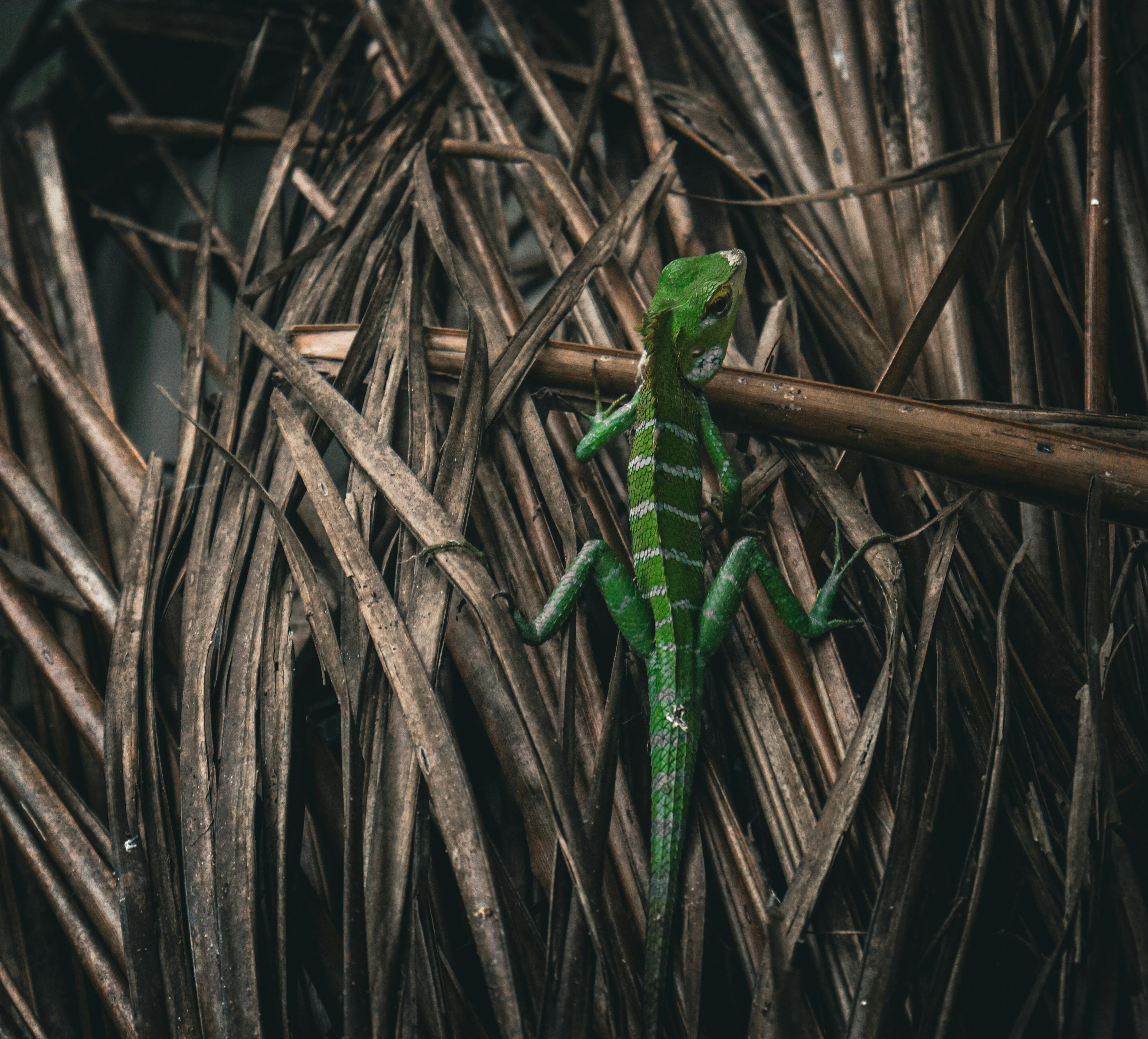 Lizard on Grass · Free Stock Photo