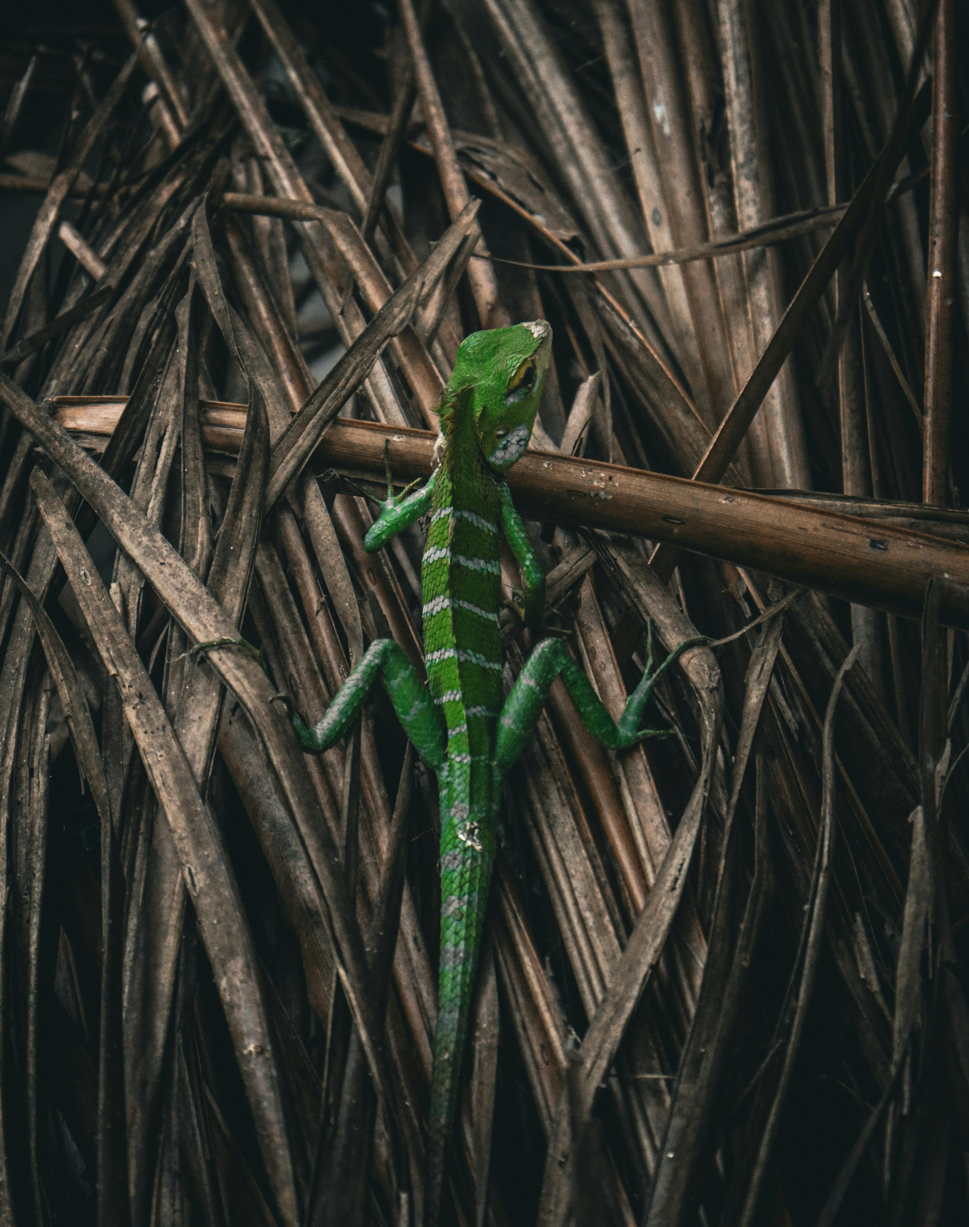 Close-up of a Green Lizard Sitting on Dry Grass · Free Stock Photo