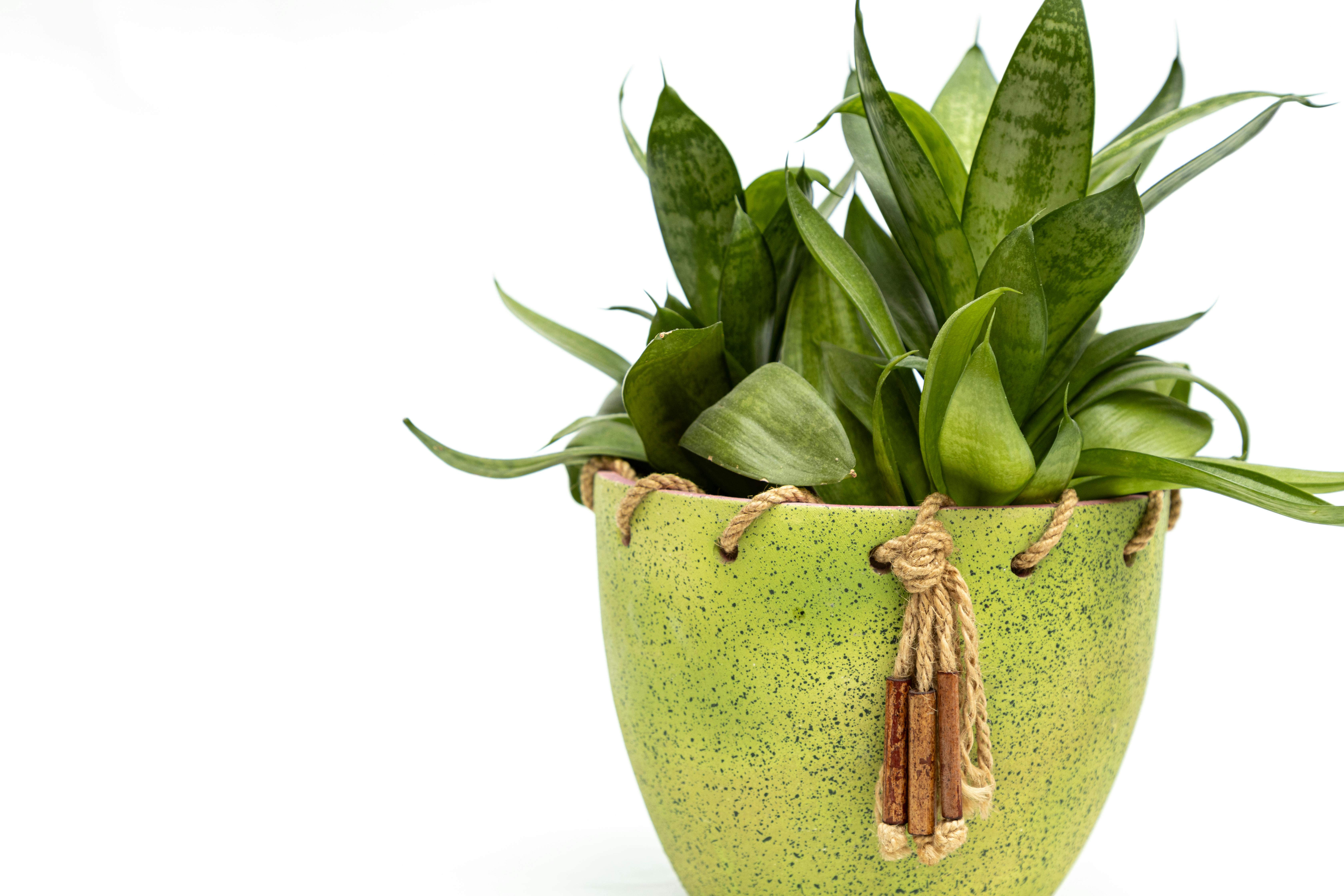 Green Plant Backgrounds Photos, Download The BEST Free Green Plant ...