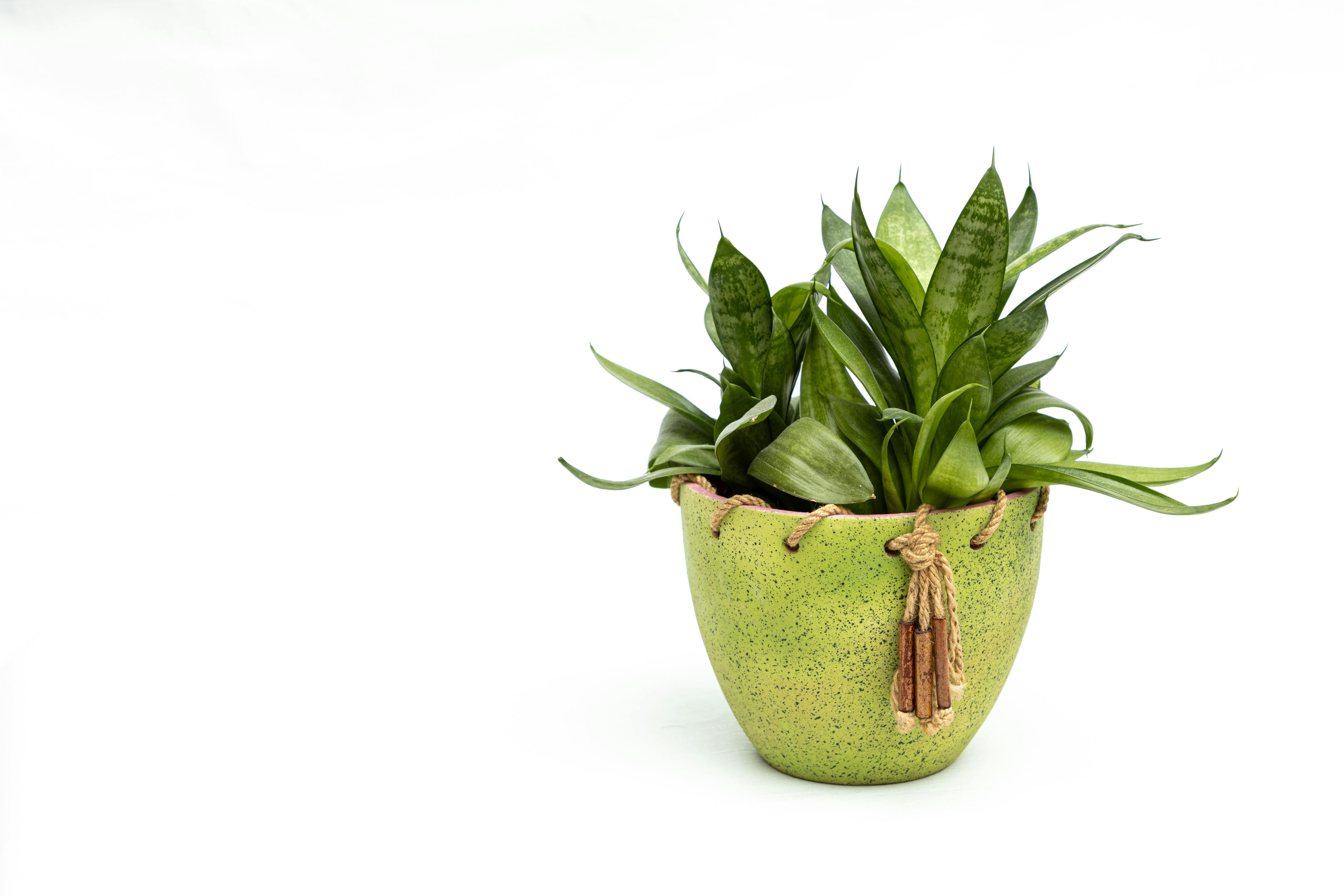 Flowerpot Photos, Download The BEST Free Flowerpot Stock Photos & HD Images