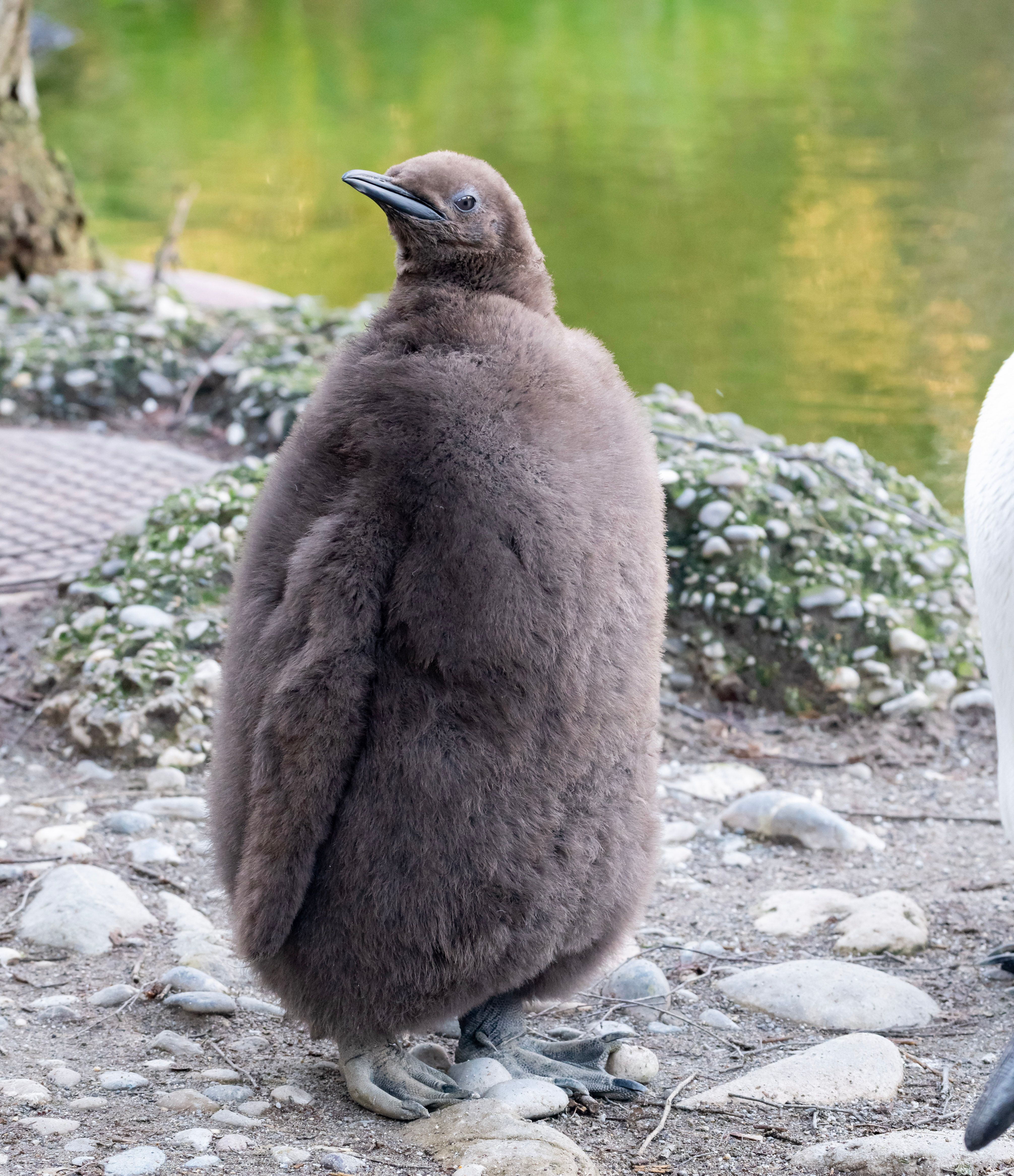 King Penguin in Nature · Free Stock Photo