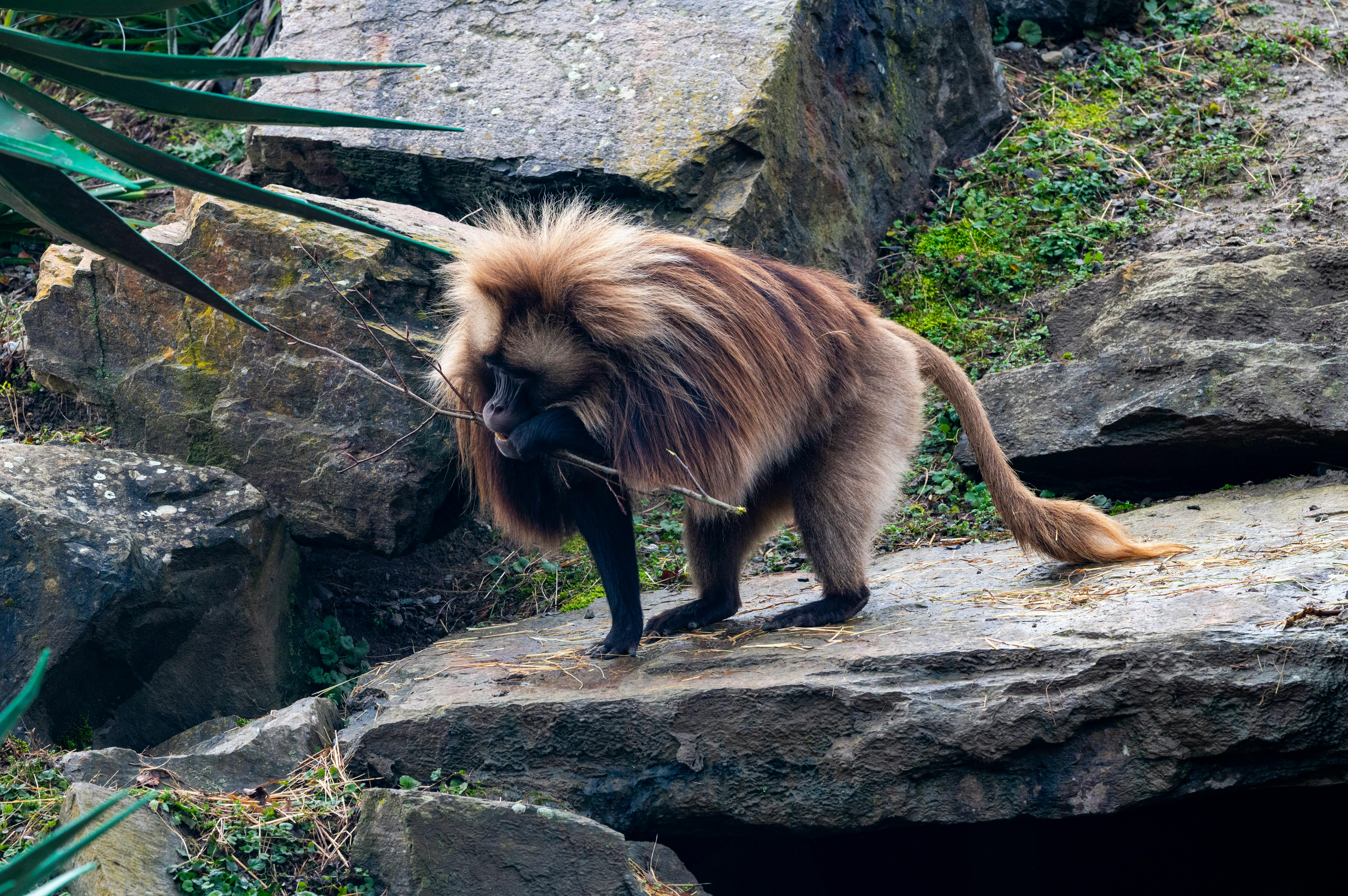 Gelada Monkey Gnawing a Twig Standing on a Rock · Free Stock Photo