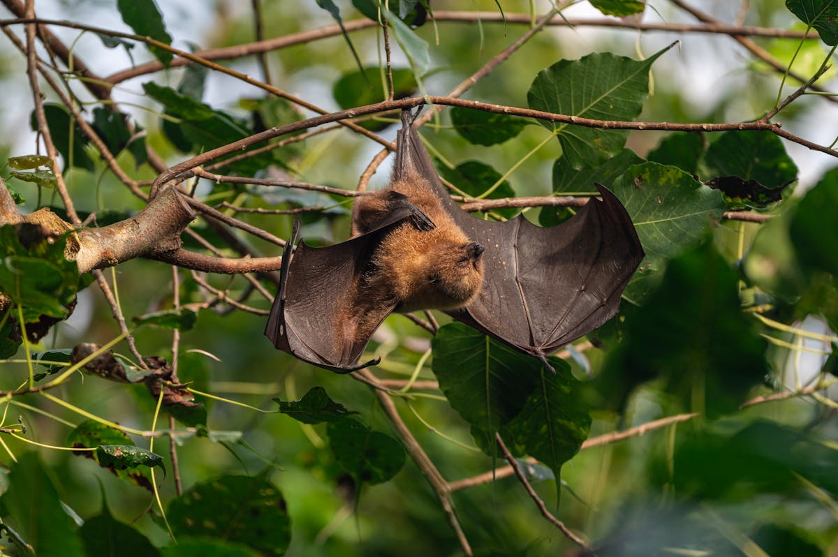 Bat Wings Photos, Download The BEST Free Bat Wings Stock Photos & HD Images