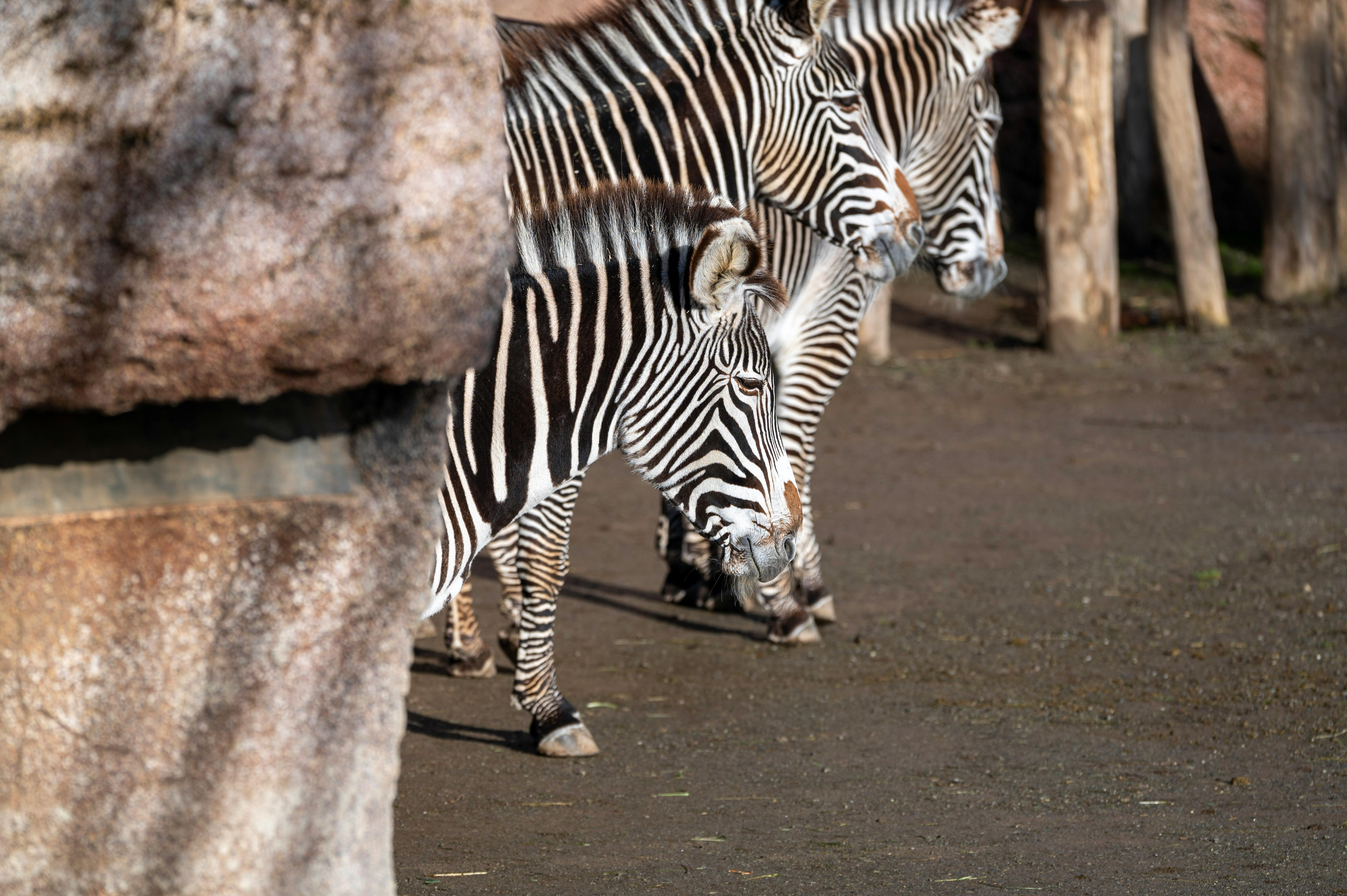 Zebras in the Zoo Enclosure · Free Stock Photo