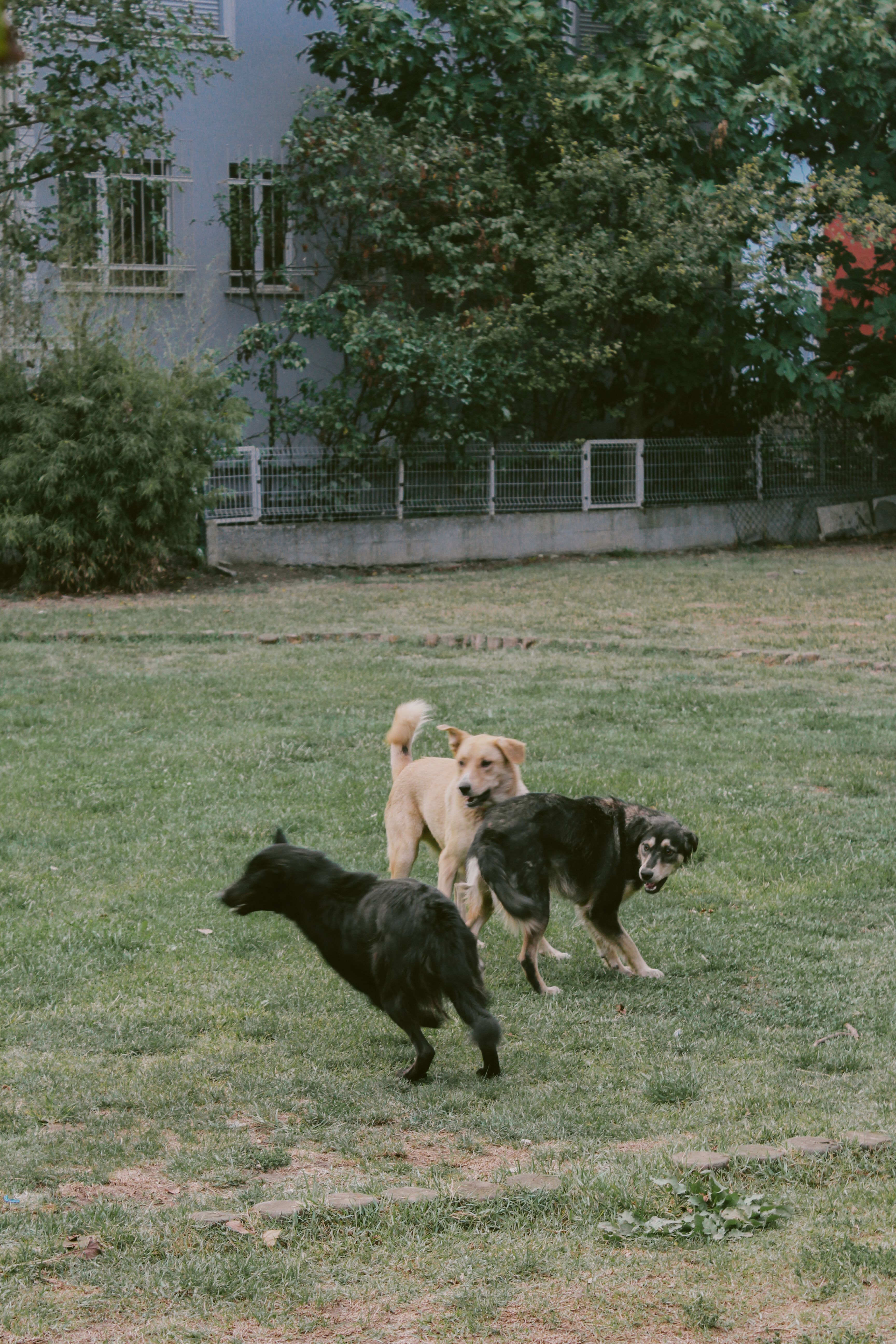 Dogs Playing on Grass · Free Stock Photo