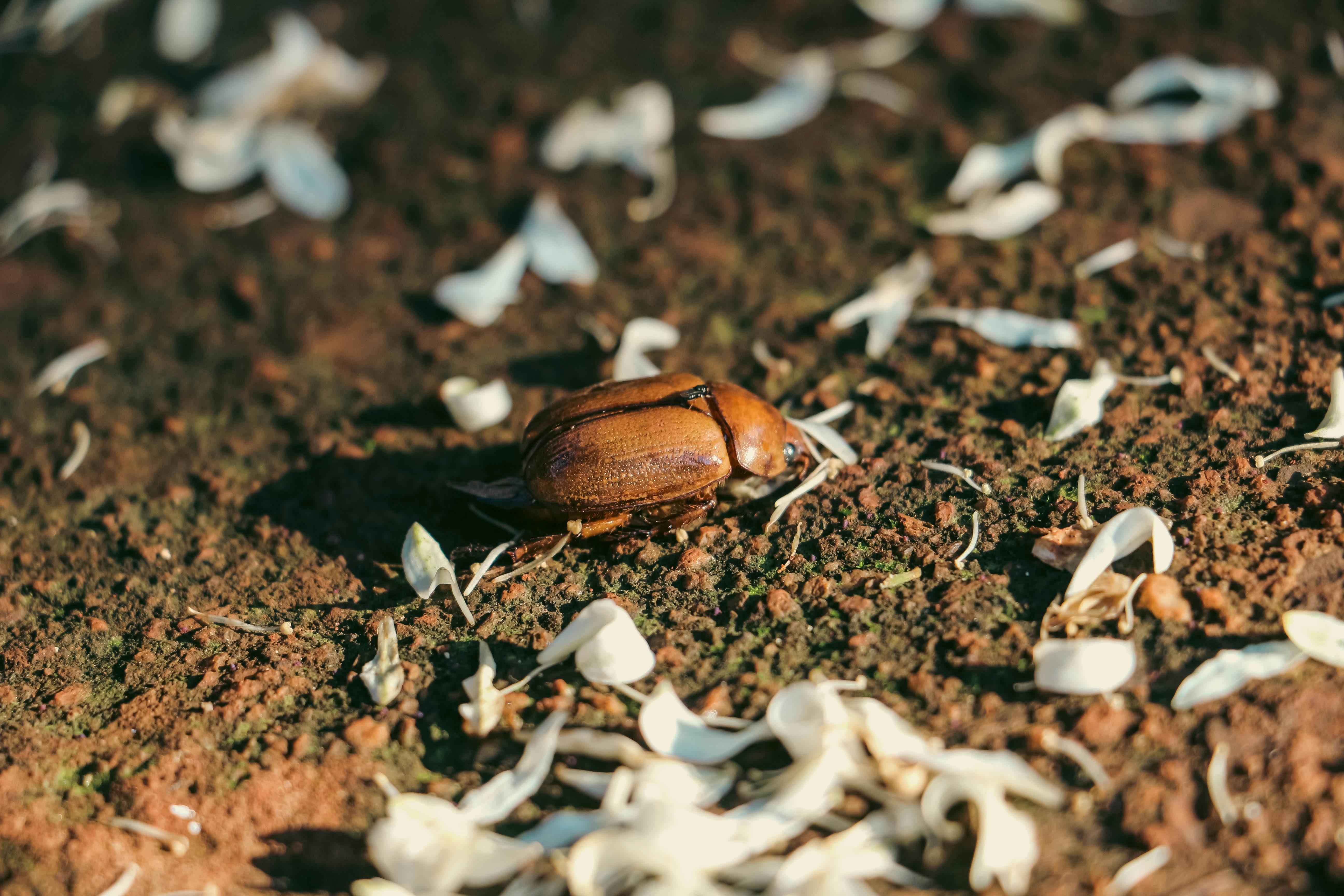 Empty Beetle Shell Among White Petals · Free Stock Photo