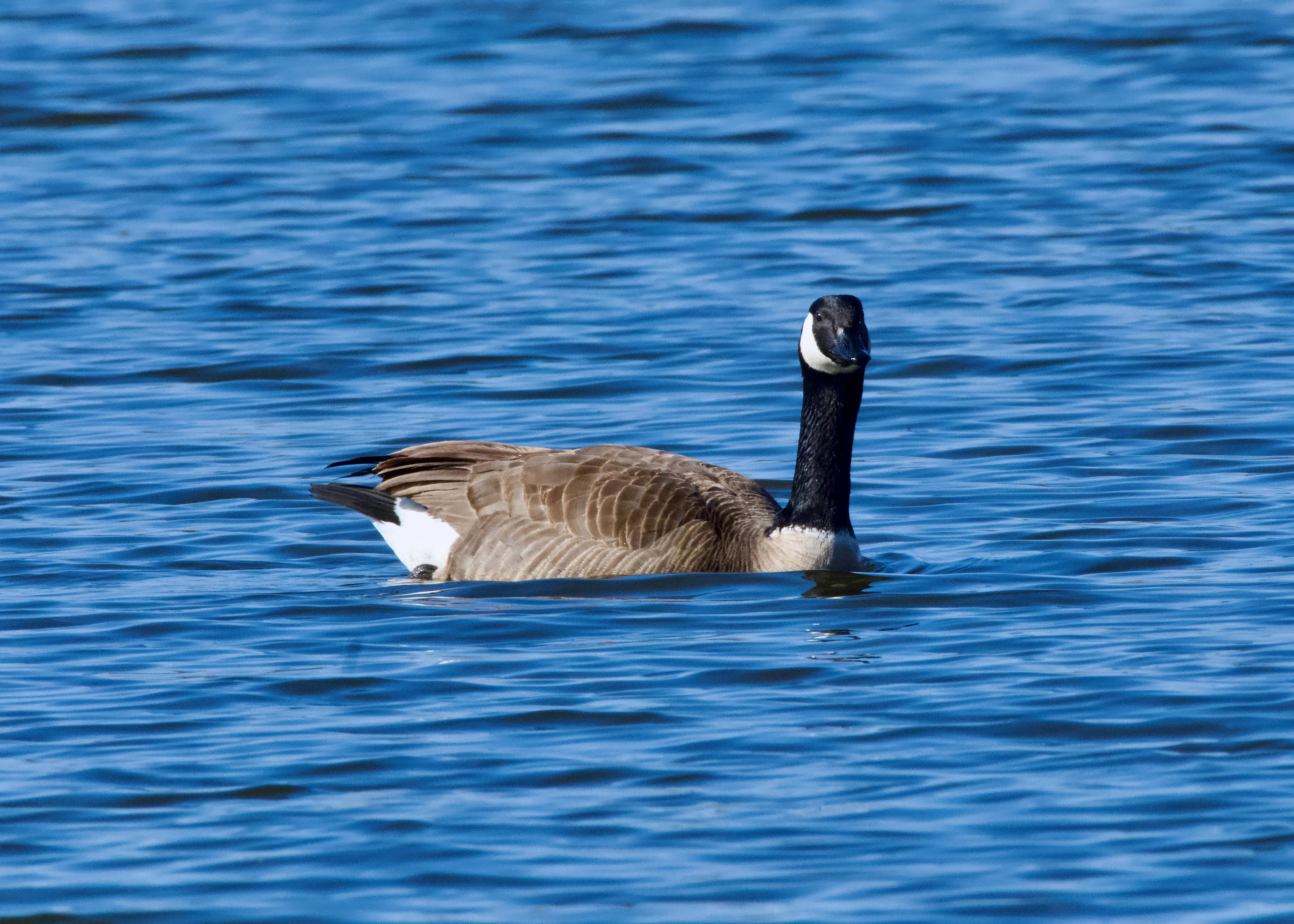 Canada goose · Free Stock Photo