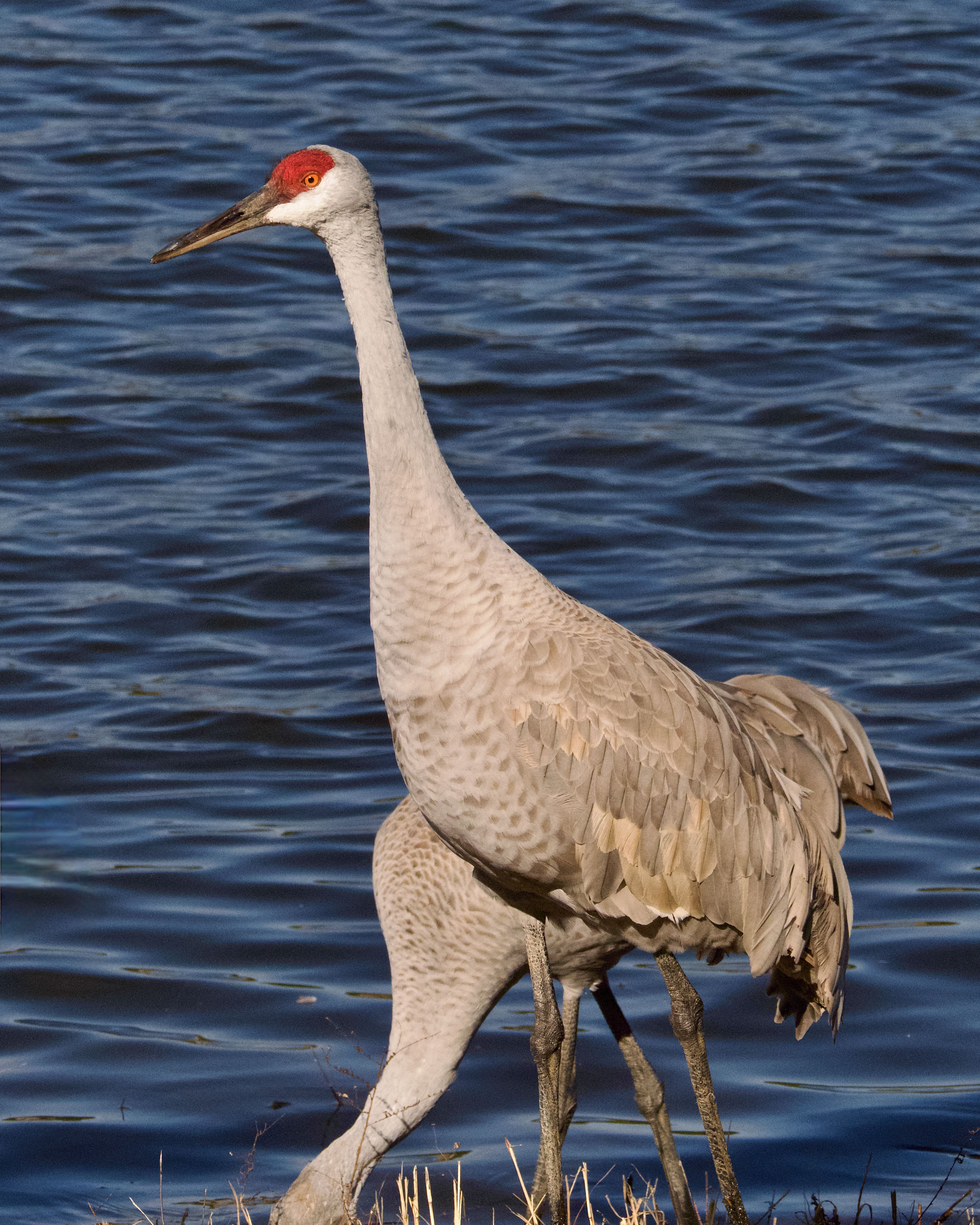 Couple of Florida Sandhill Cranes · Free Stock Photo
