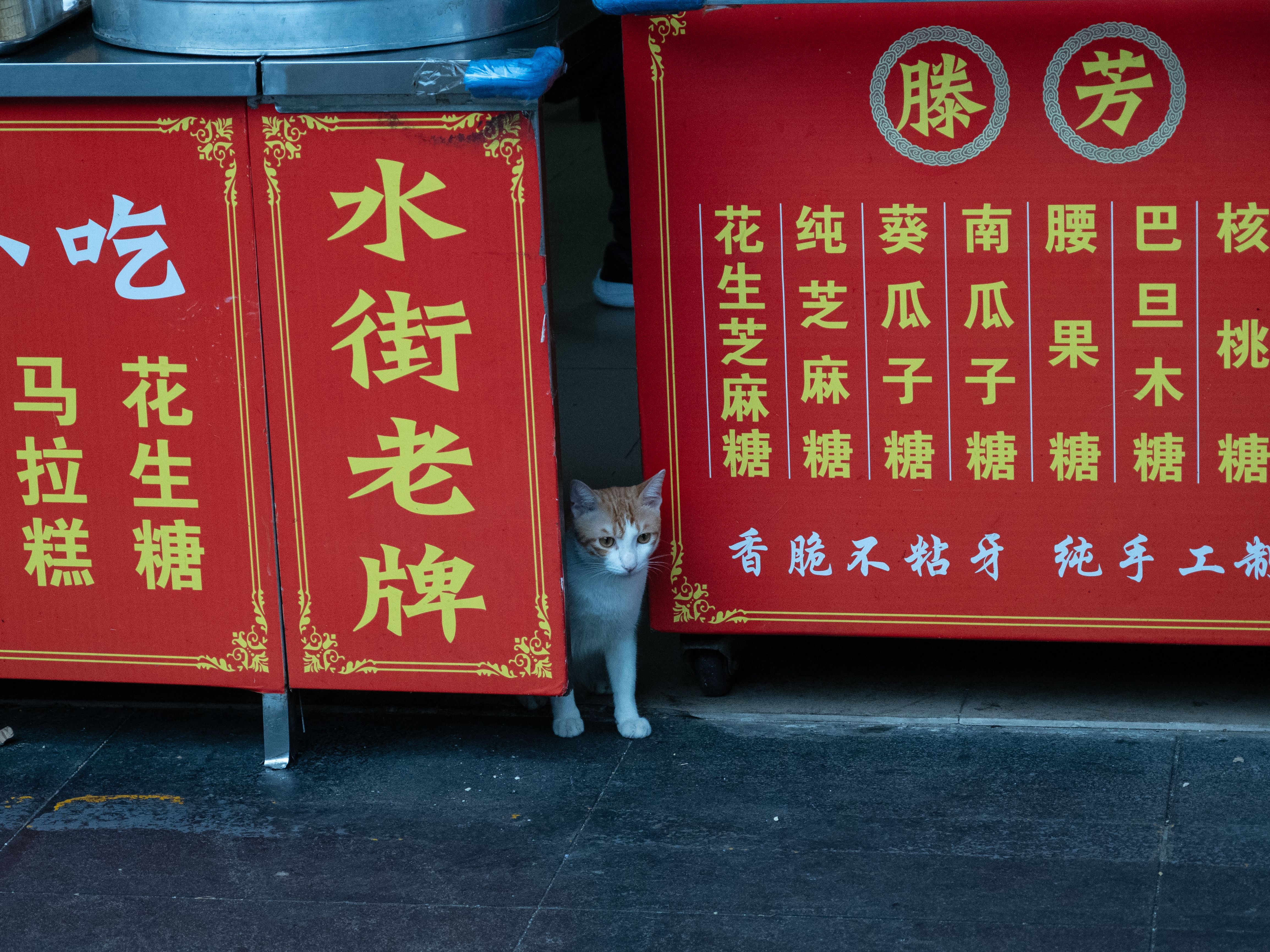 Cat between Stalls with Street Food · Free Stock Photo