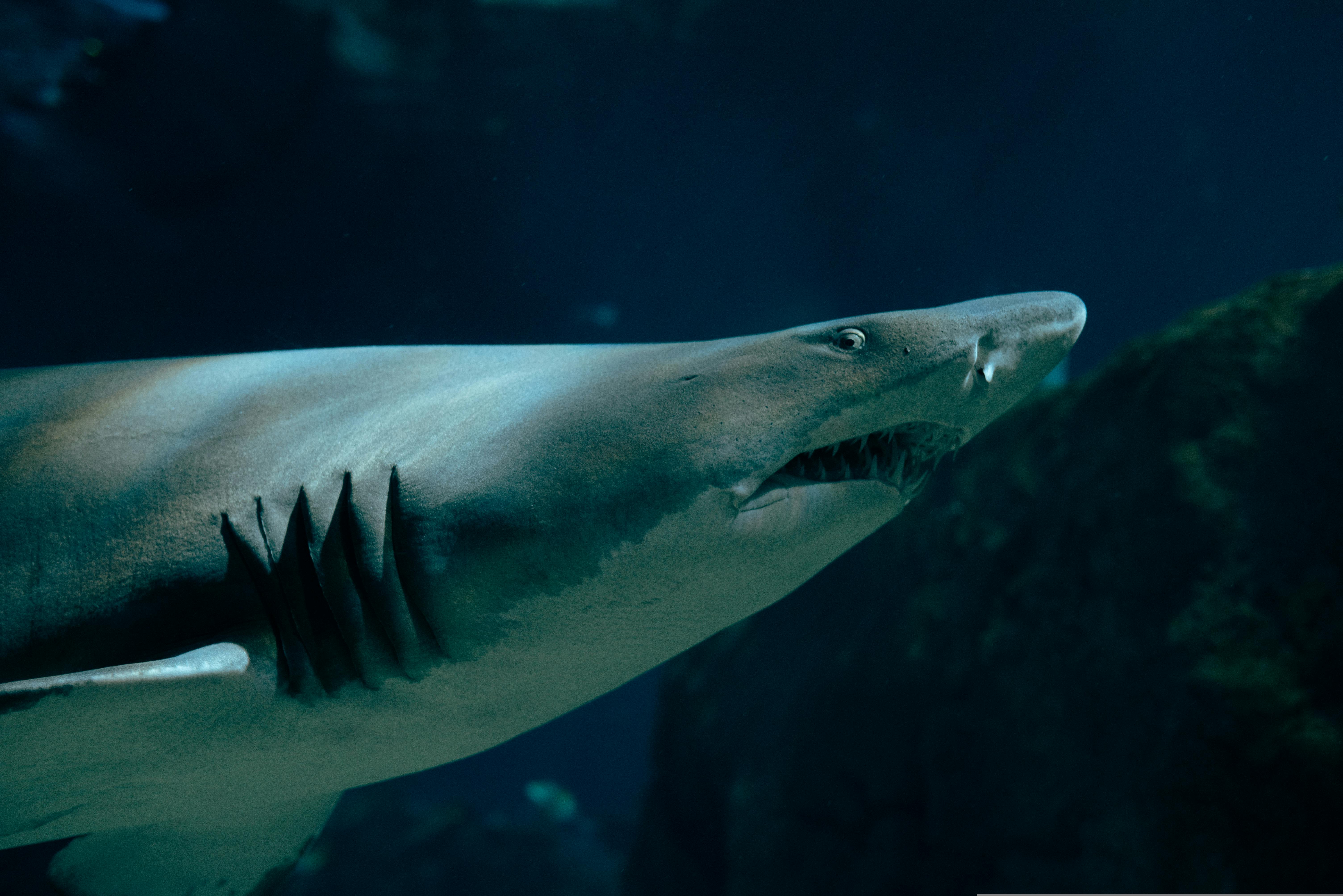 Shark Teeth Photos, Download The BEST Free Shark Teeth Stock Photos ...