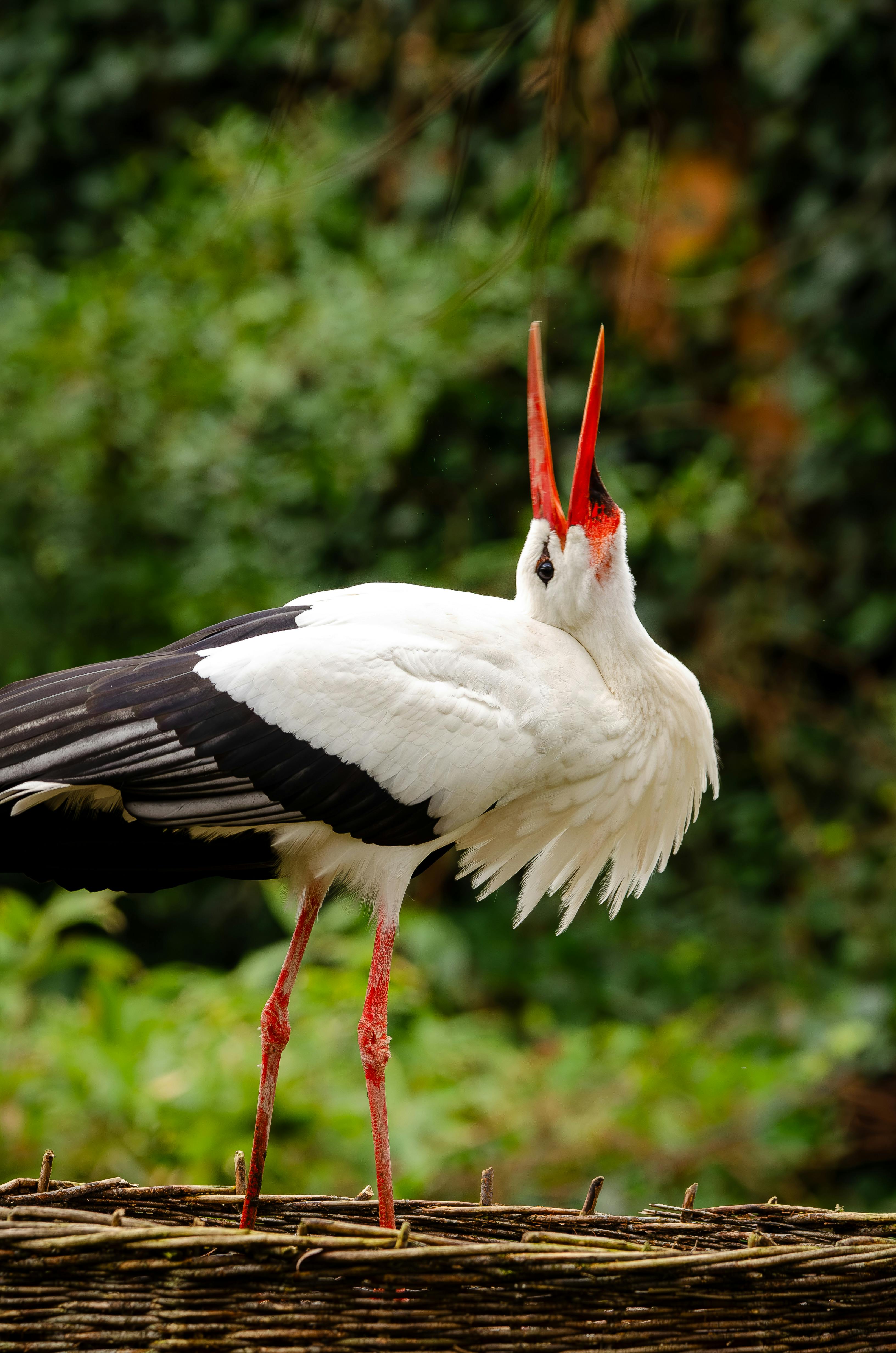 Photo of a Singing Stork · Free Stock Photo