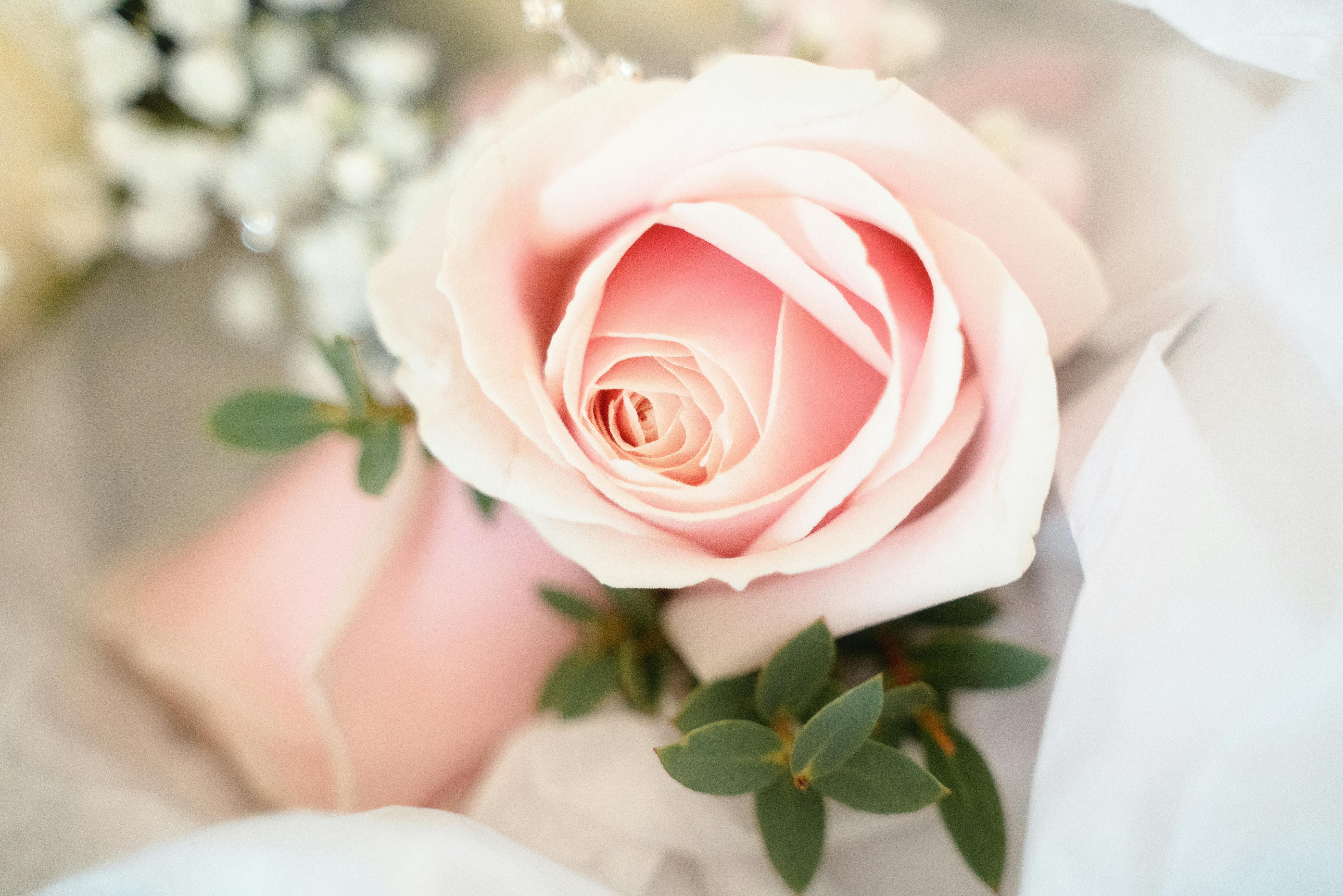 Closeup of a Pastel Pink Rose in a Bridal Bouquet · Free Stock Photo