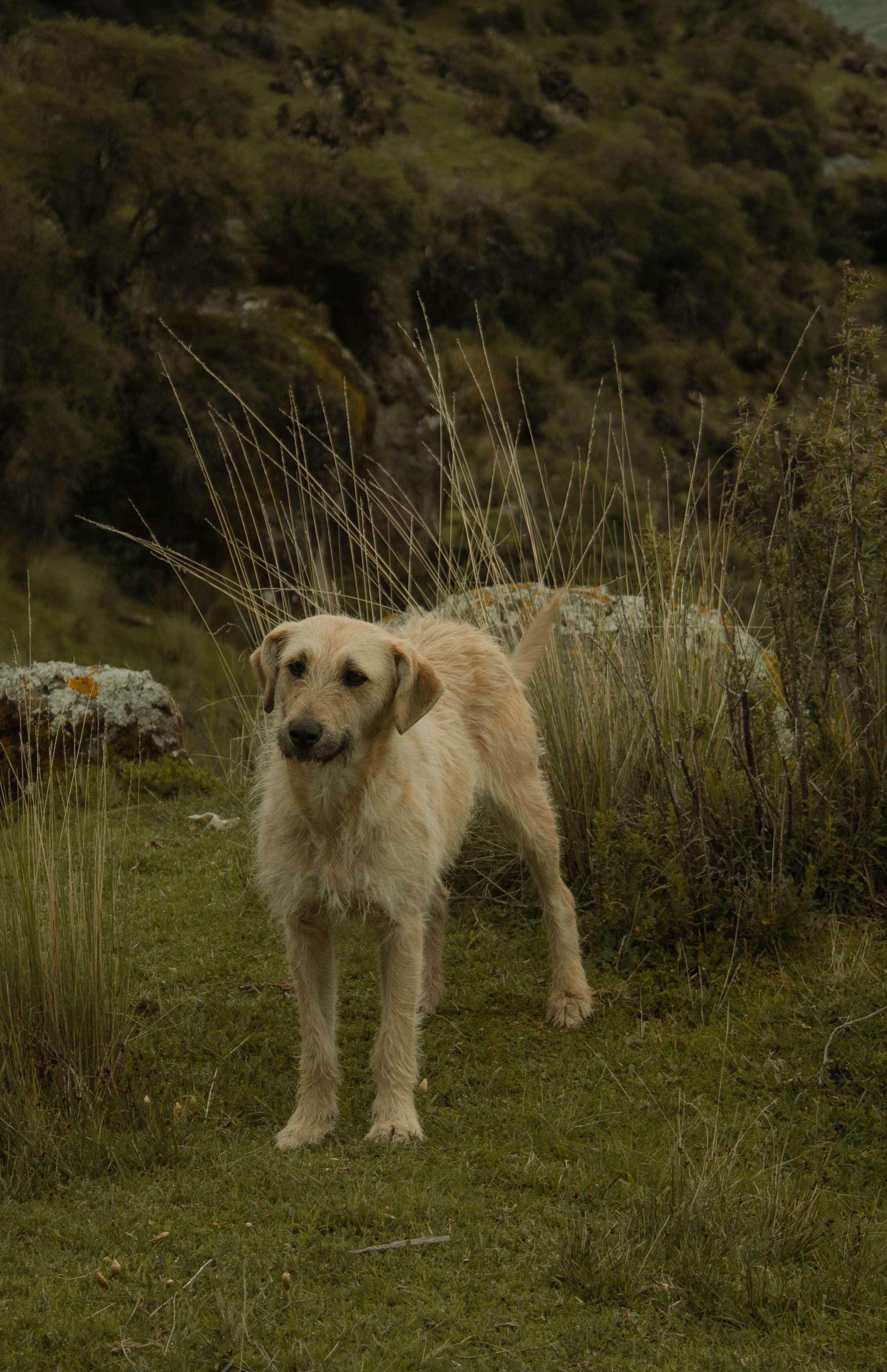 Animal De Peru Photos, Download The BEST Free Animal De Peru Stock ...