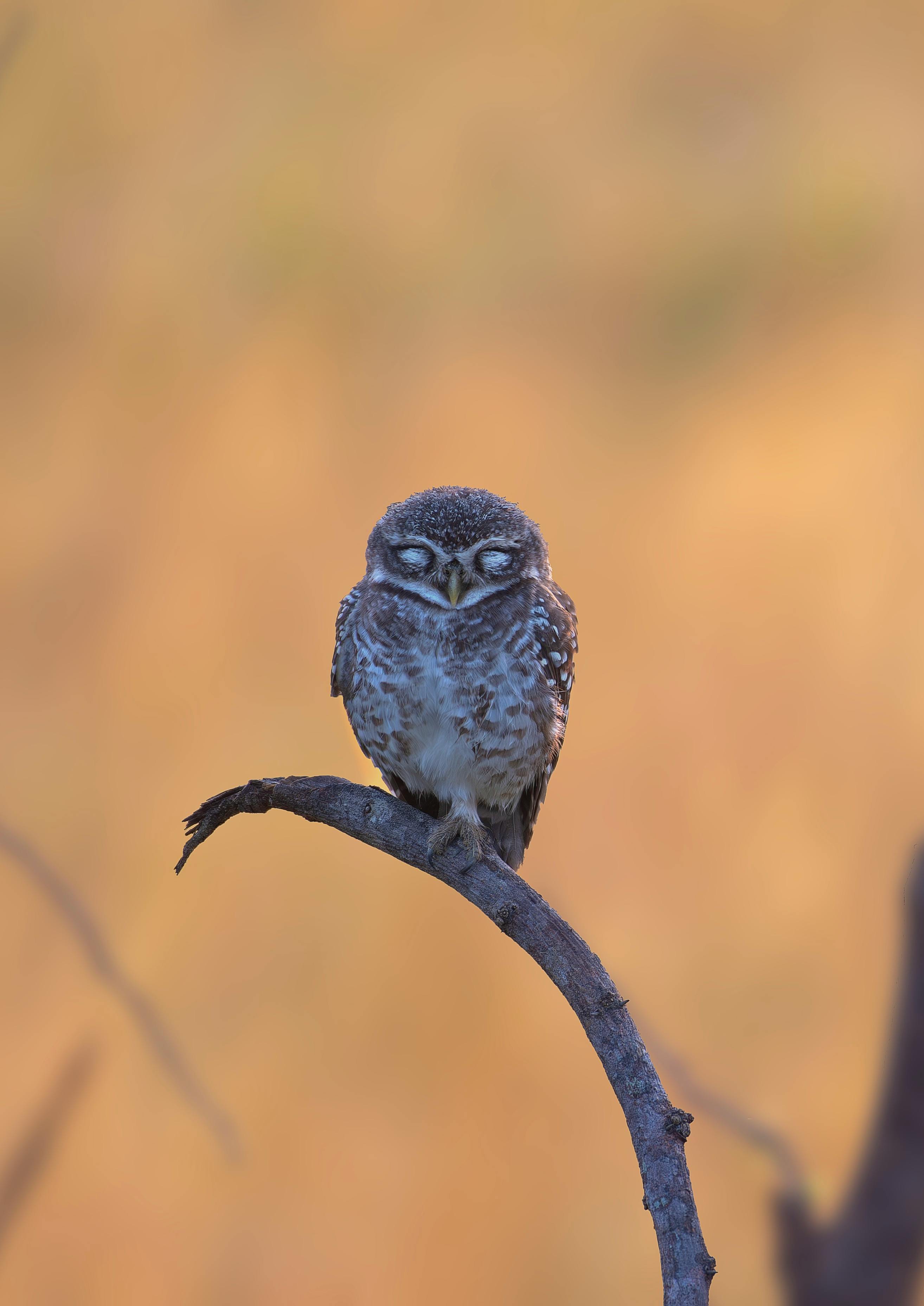 Brown Owl On Tree Branch · Free Stock Photo