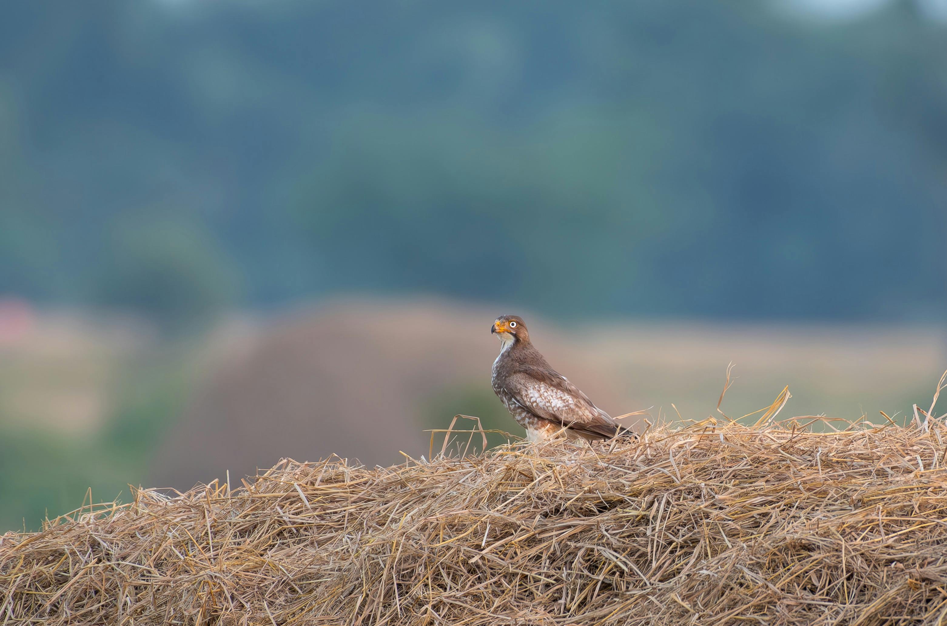 Hawk on Stack of Hay · Free Stock Photo