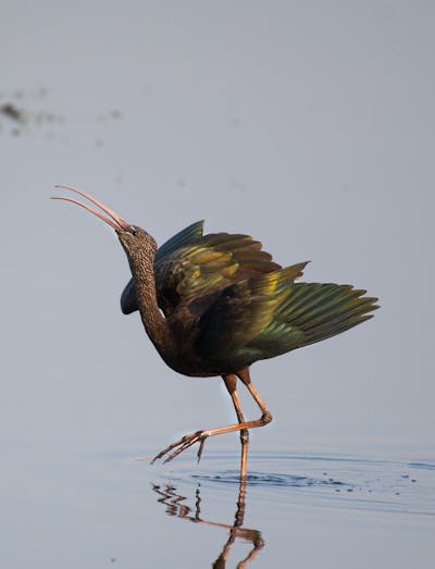 Bird& Photos, Download The BEST Free Bird& Stock Photos & HD Images