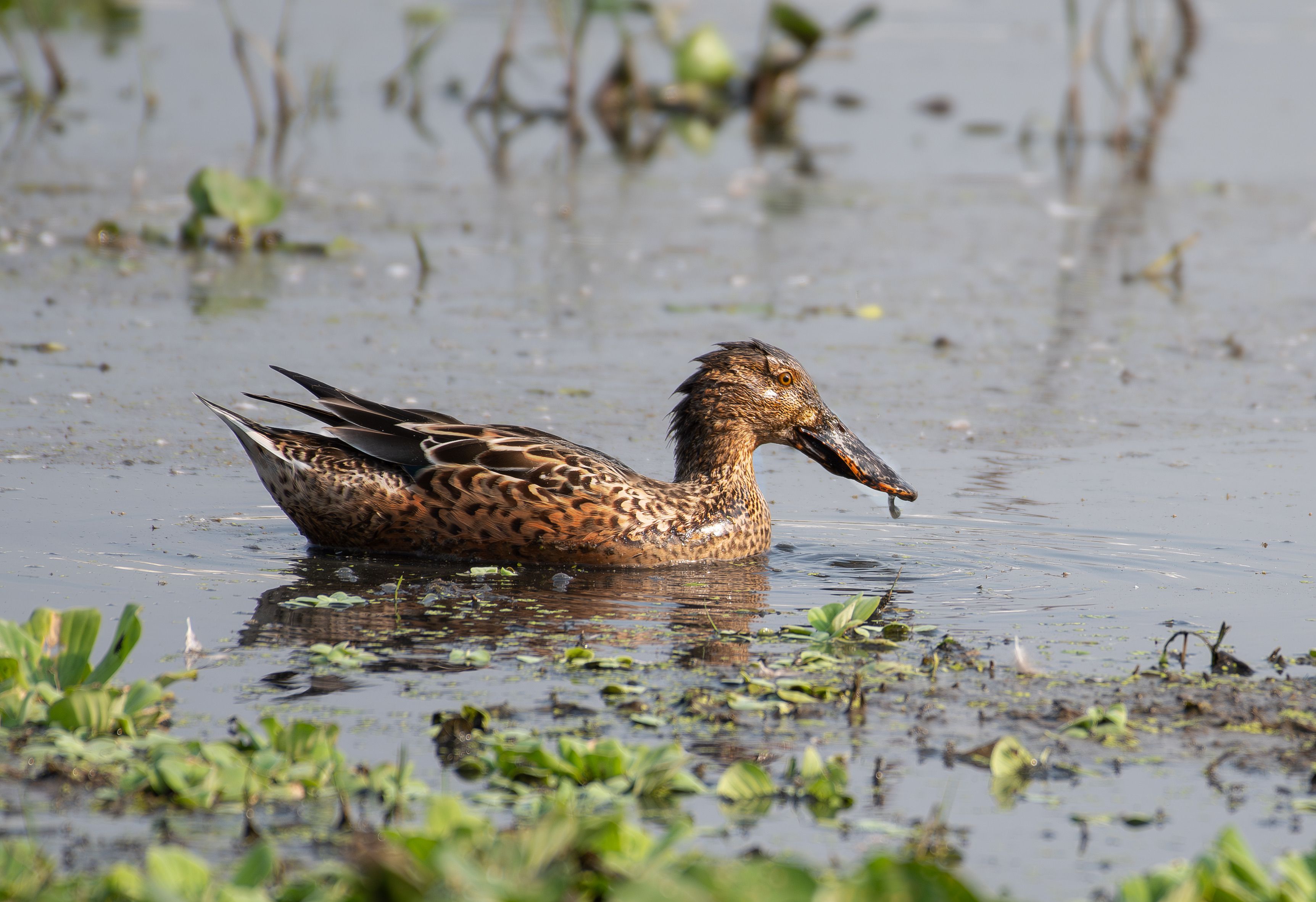 Duck in Nature · Free Stock Photo